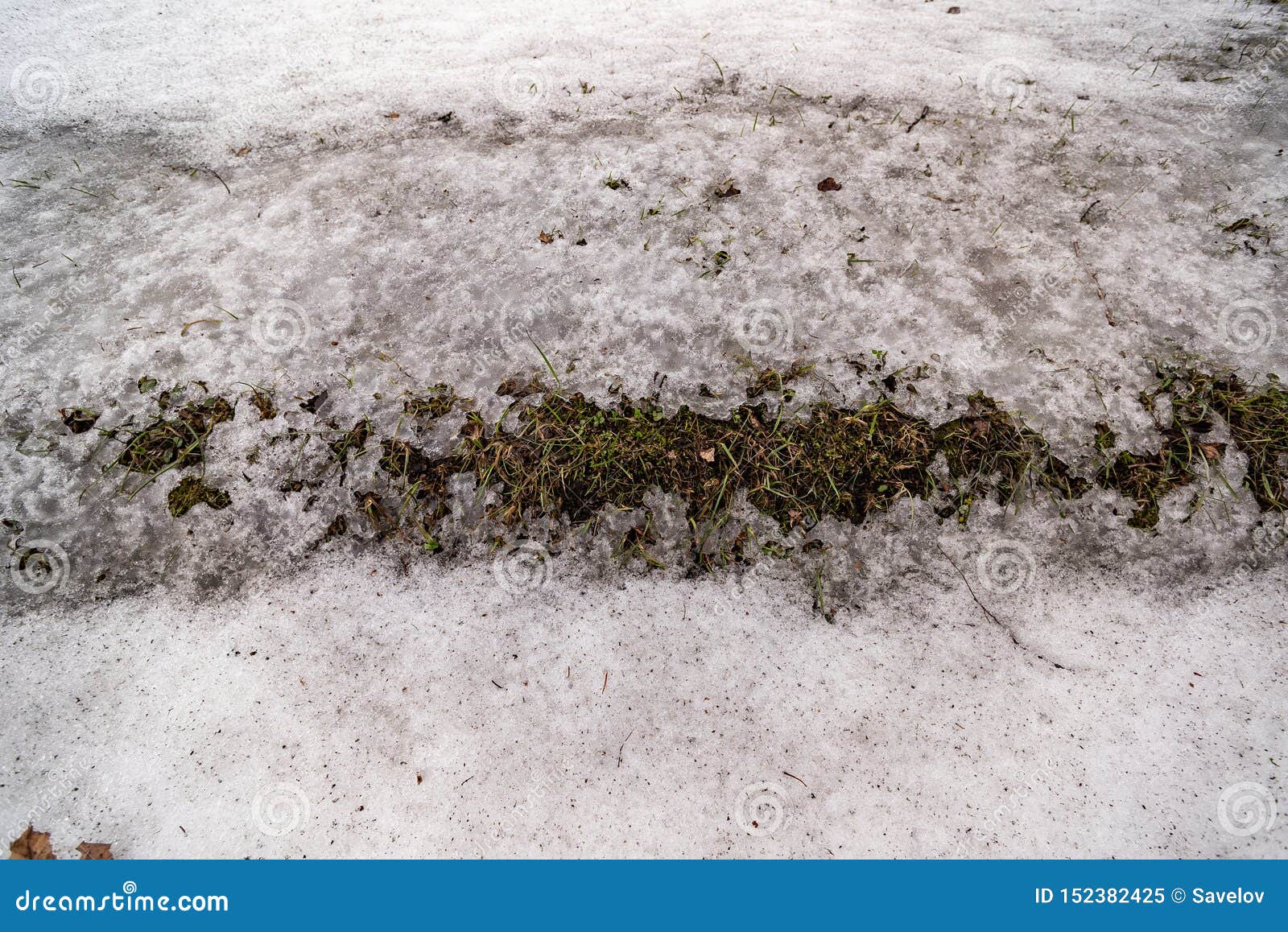 Grass is Visible through Dirty Snow Stock Image - Image of frozen ...