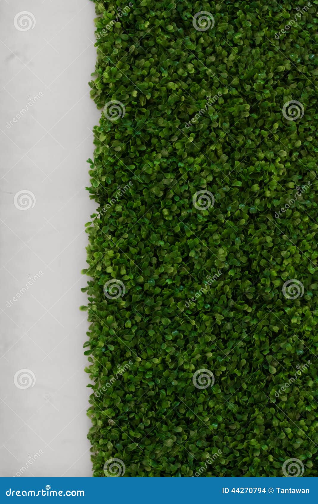 Grass and wall Texture stock photo. Image of outdoor - 44270794