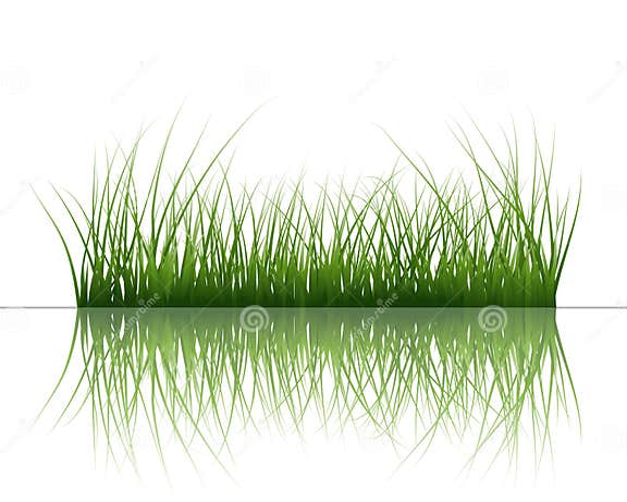 Grass on water stock vector. Illustration of grassland - 10853793