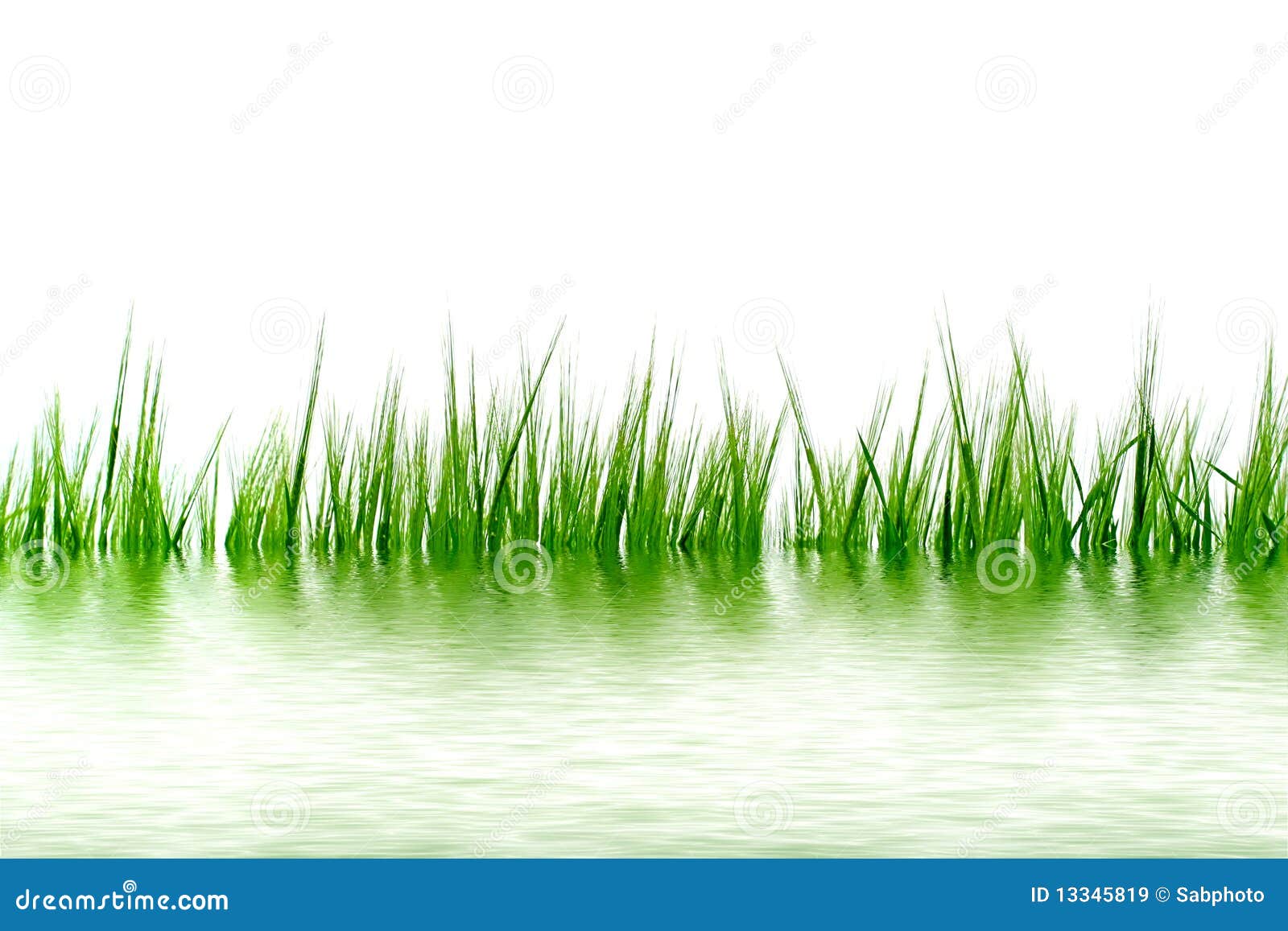 Grass in the water stock image. Image of plant, foreground - 13345819