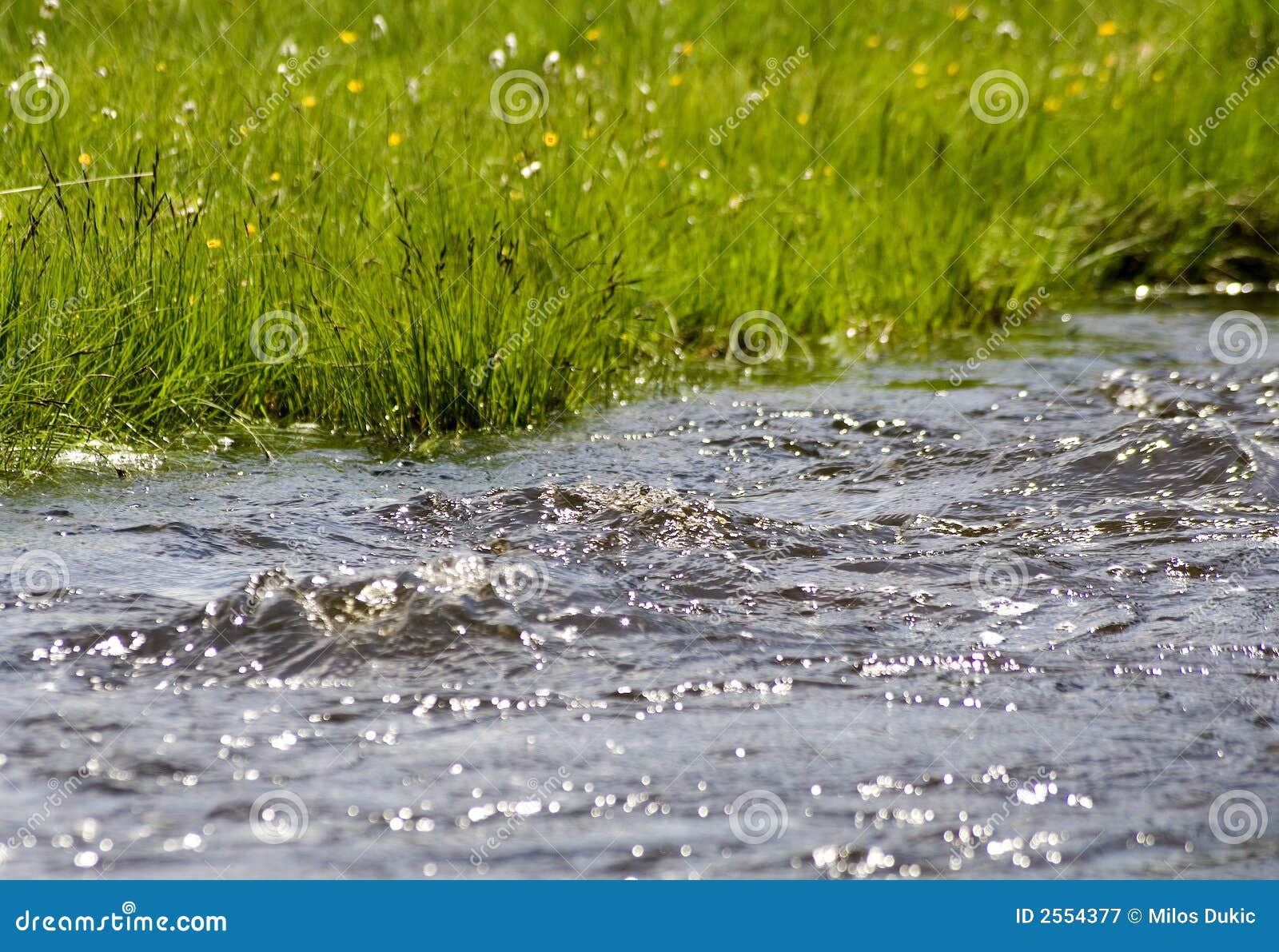 Grass and water stock image. Image of nature, garden, grow - 2554377