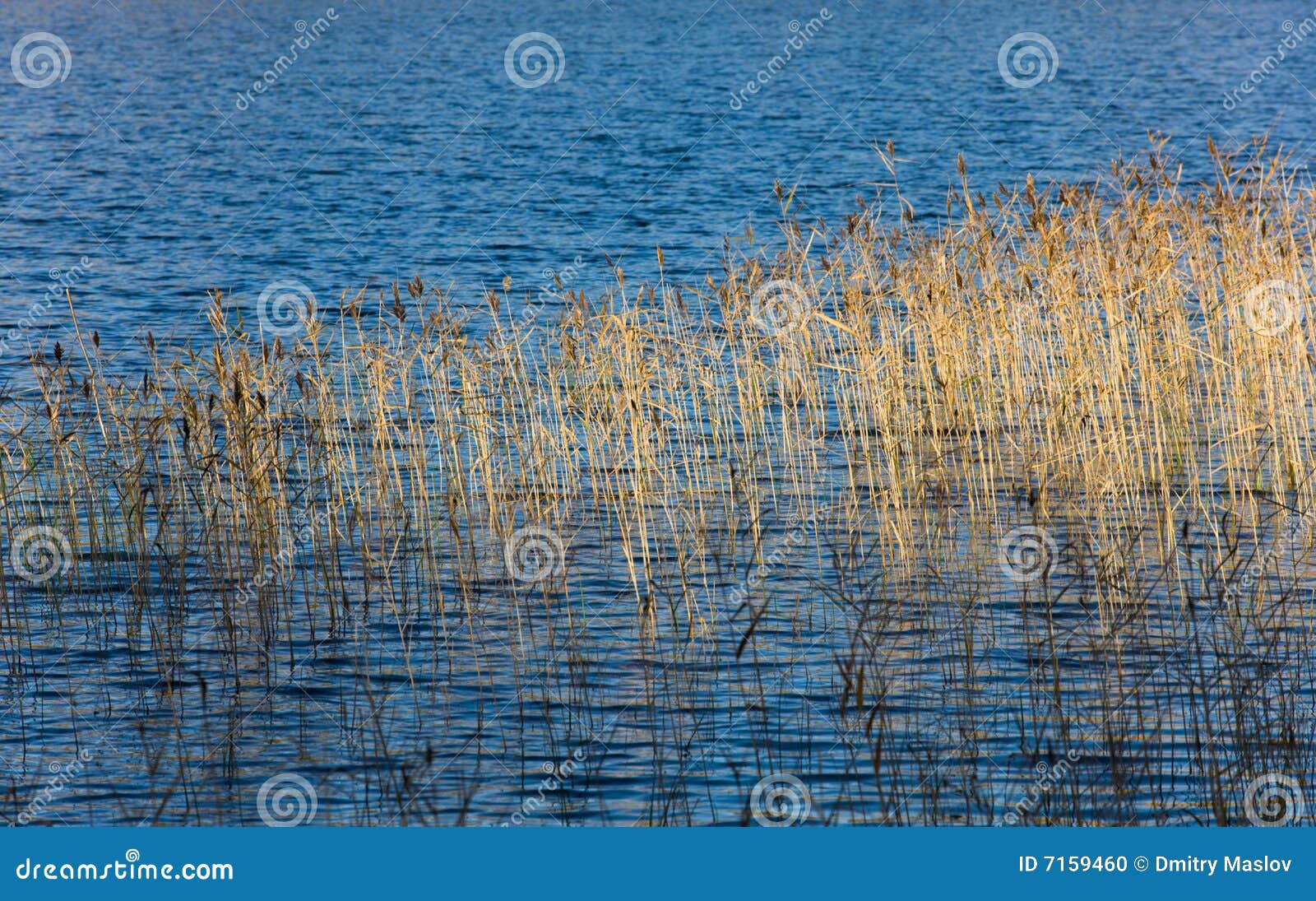 Grass in water stock photo. Image of blue, nature, plants - 7159460