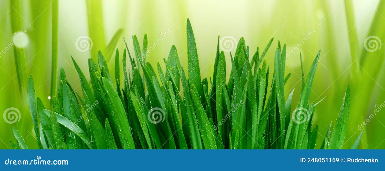 Grass and water background stock image. Image of fresh - 248051169