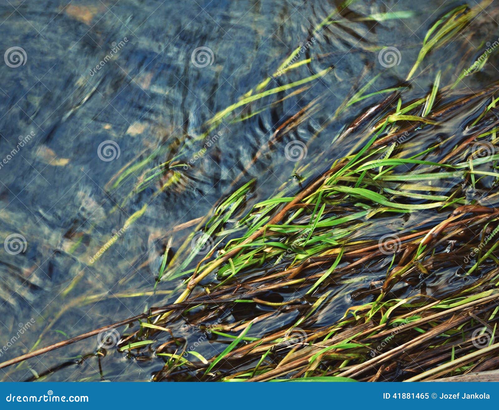 Grass in the water stock image. Image of drop, grass - 41881465