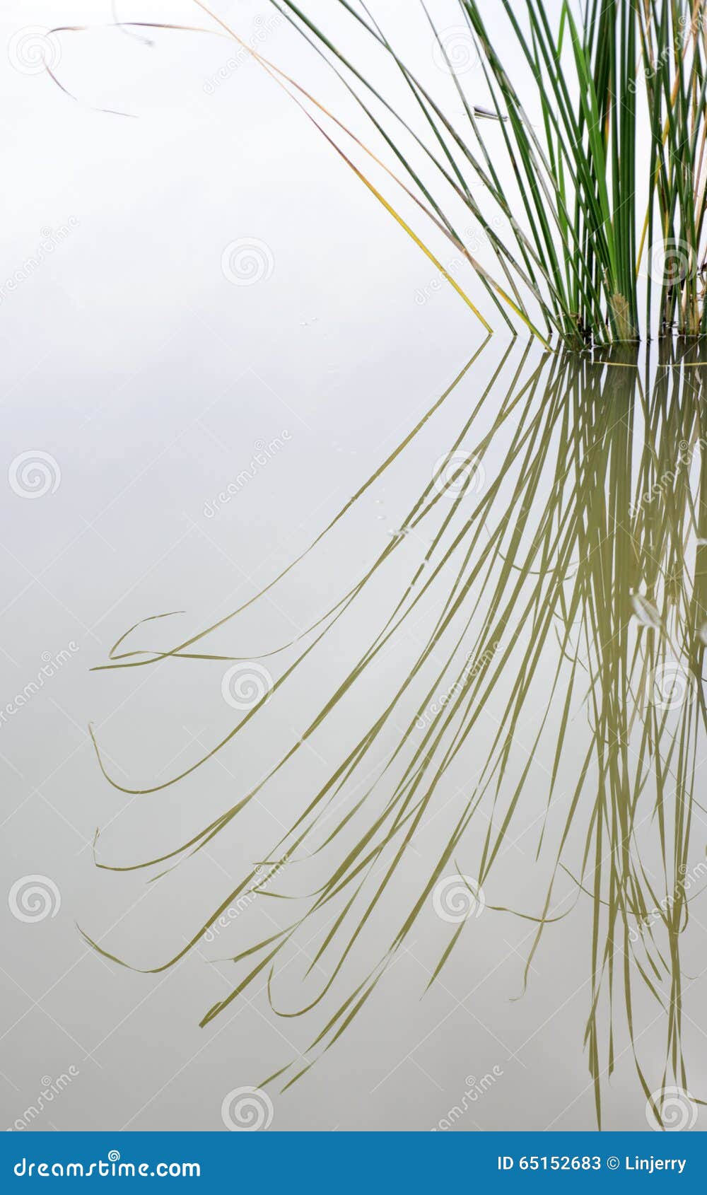Grass in the Water. stock image. Image of pool, plant - 65152683