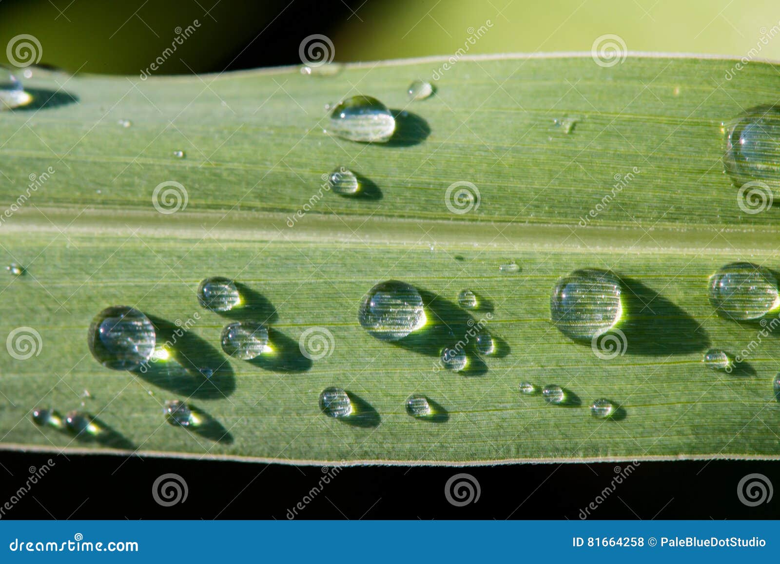 Grass Water Drop 7 stock photo. Image of drops, abstract - 81664258