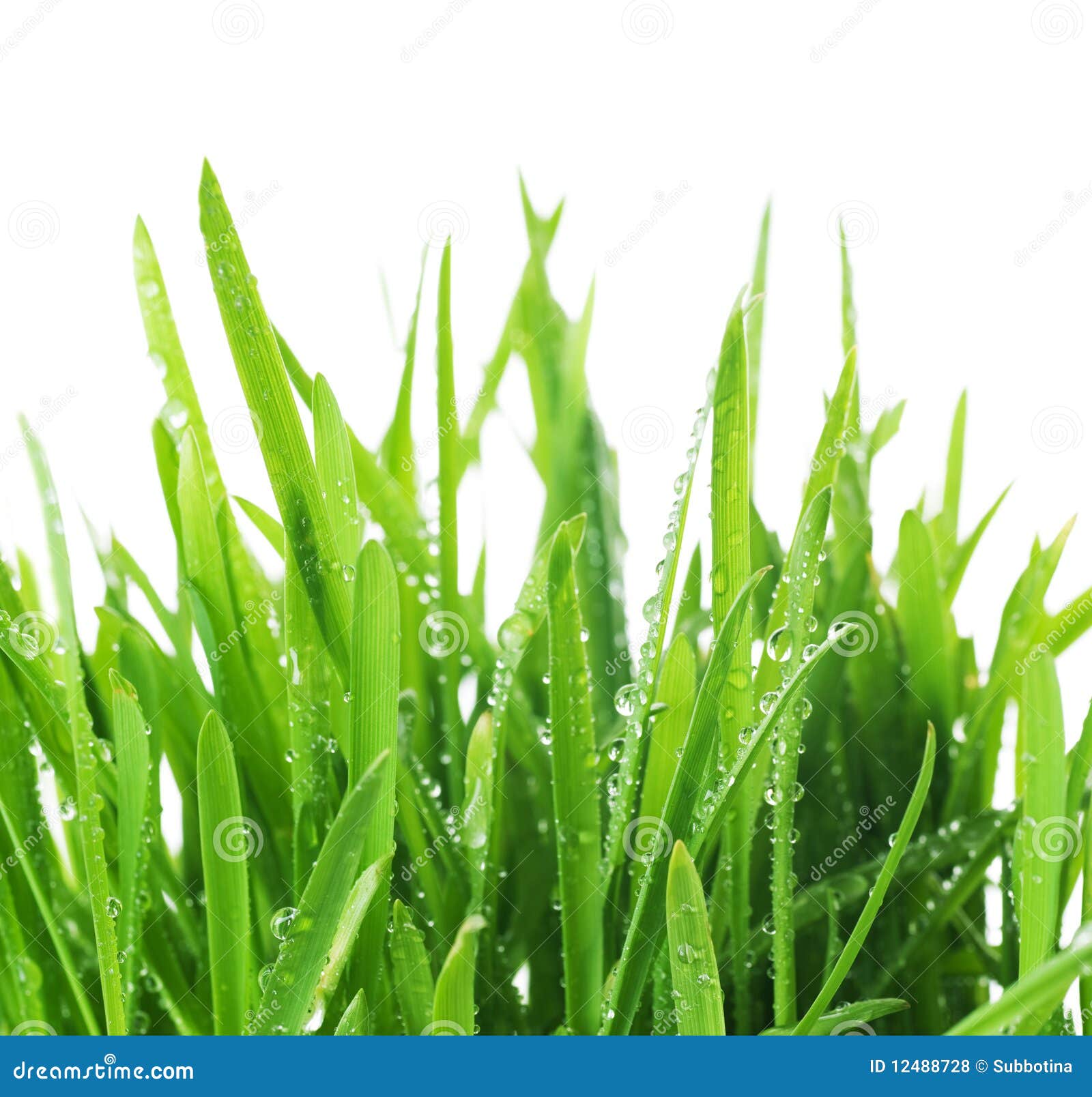 Grass with water drops stock photo. Image of health, copyspace - 12488728