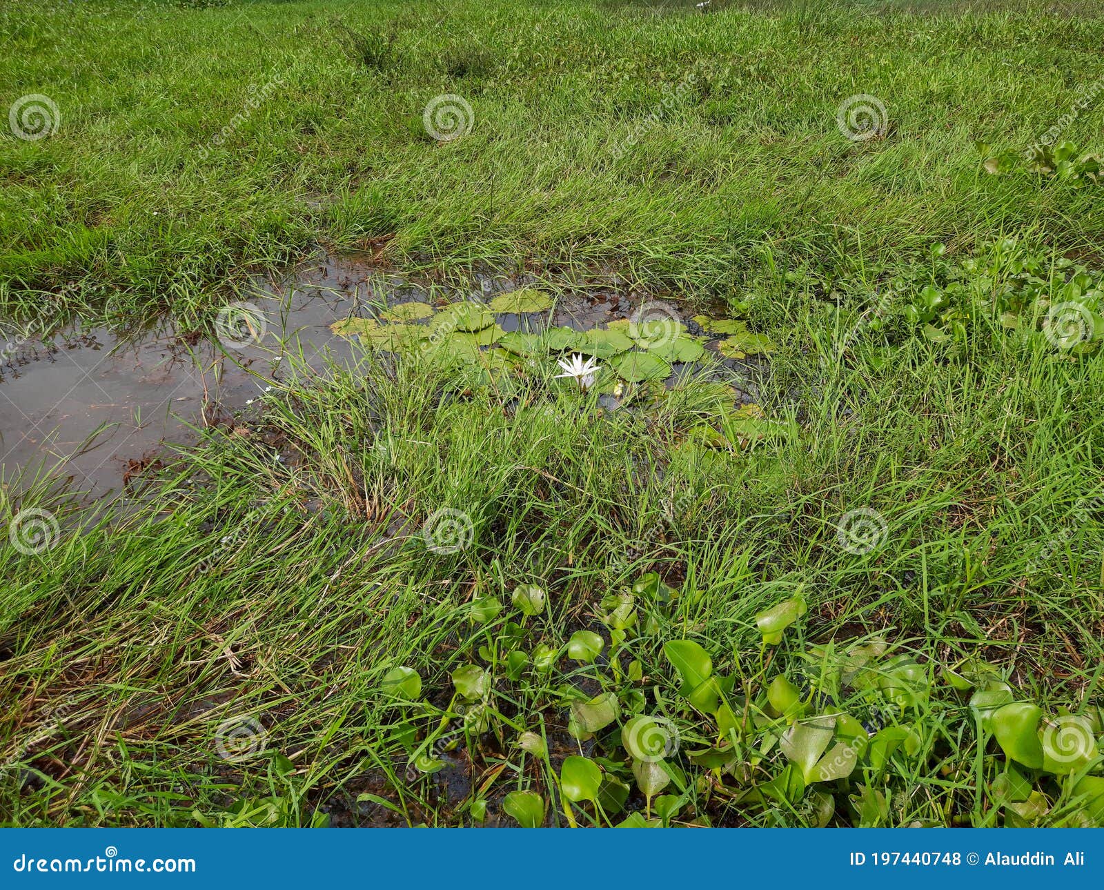 Grass in the Water, Water Plants in Pond. Stock Photo - Image of summer ...
