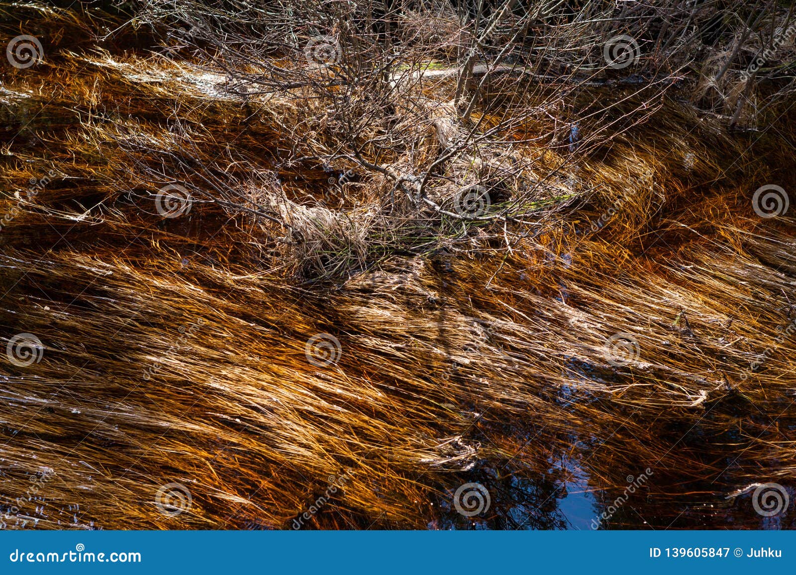 Grass Water Plants in River Stock Image - Image of sunny, grass: 139605847