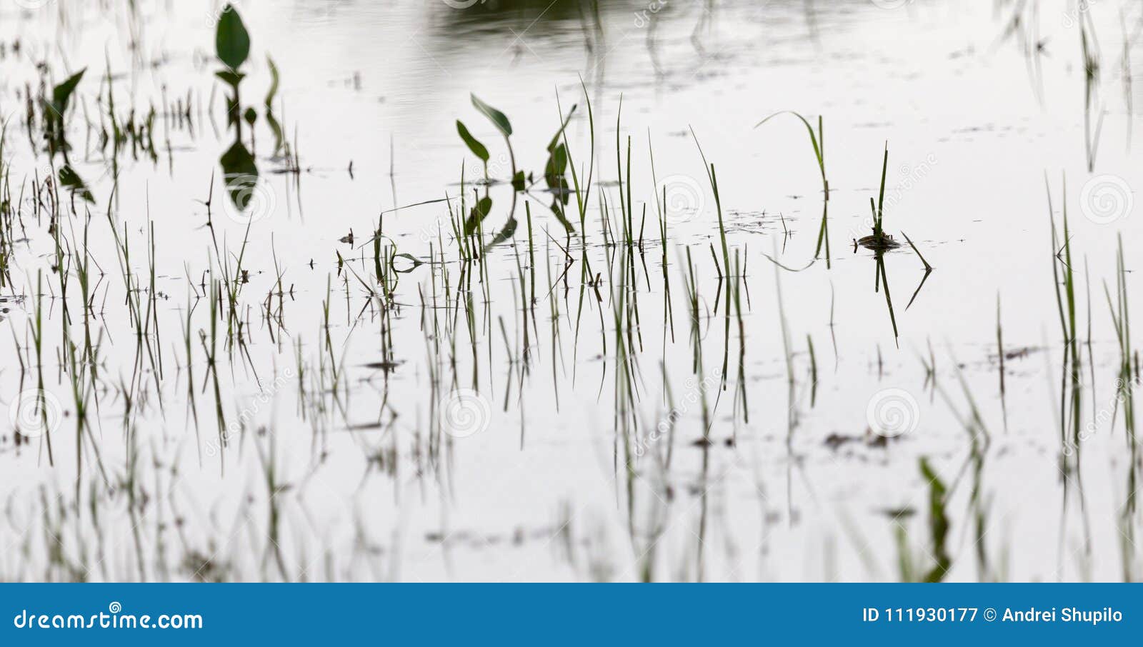 Grass in water at sunset stock image. Image of sunny - 111930177