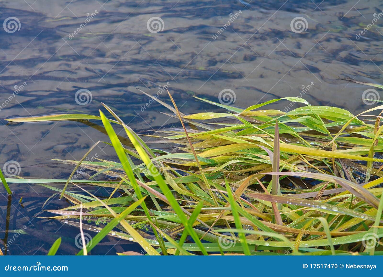 Grass on water surface stock photo. Image of autumn, movement - 17517470