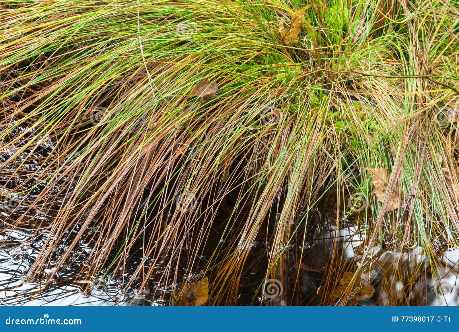 Grass at waters edge stock image. Image of blades, moorland - 77398017