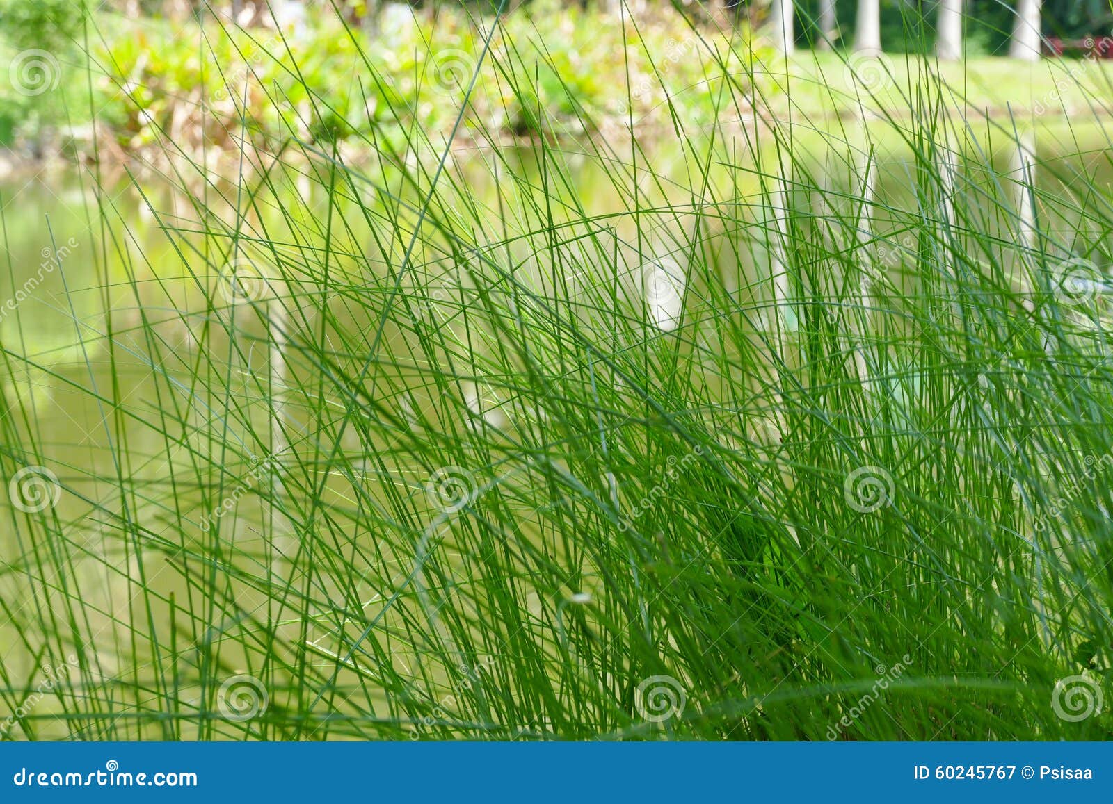 Grass at Waterside of the Pond Stock Image - Image of green, pond: 60245767