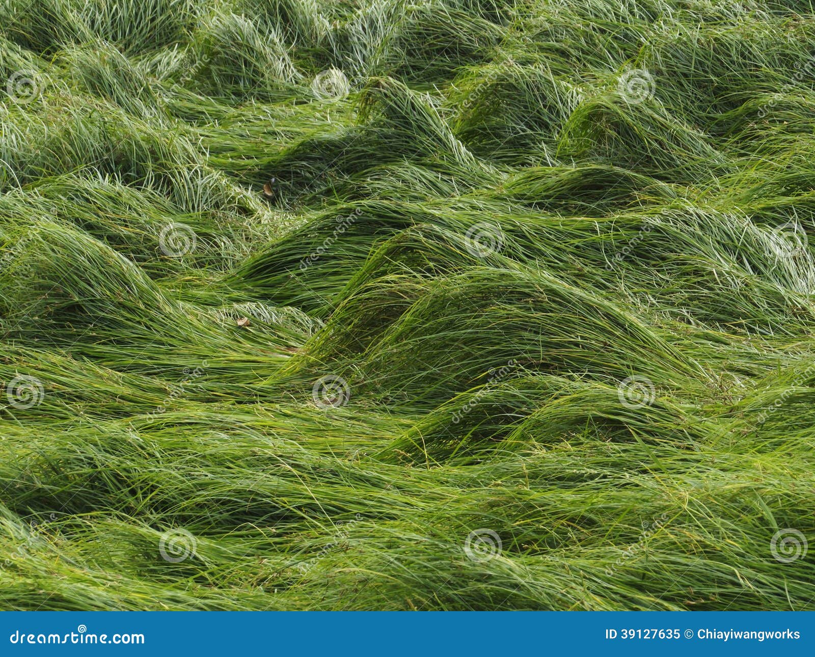 Grass waves stock image. Image of color, natural, lawn - 39127635