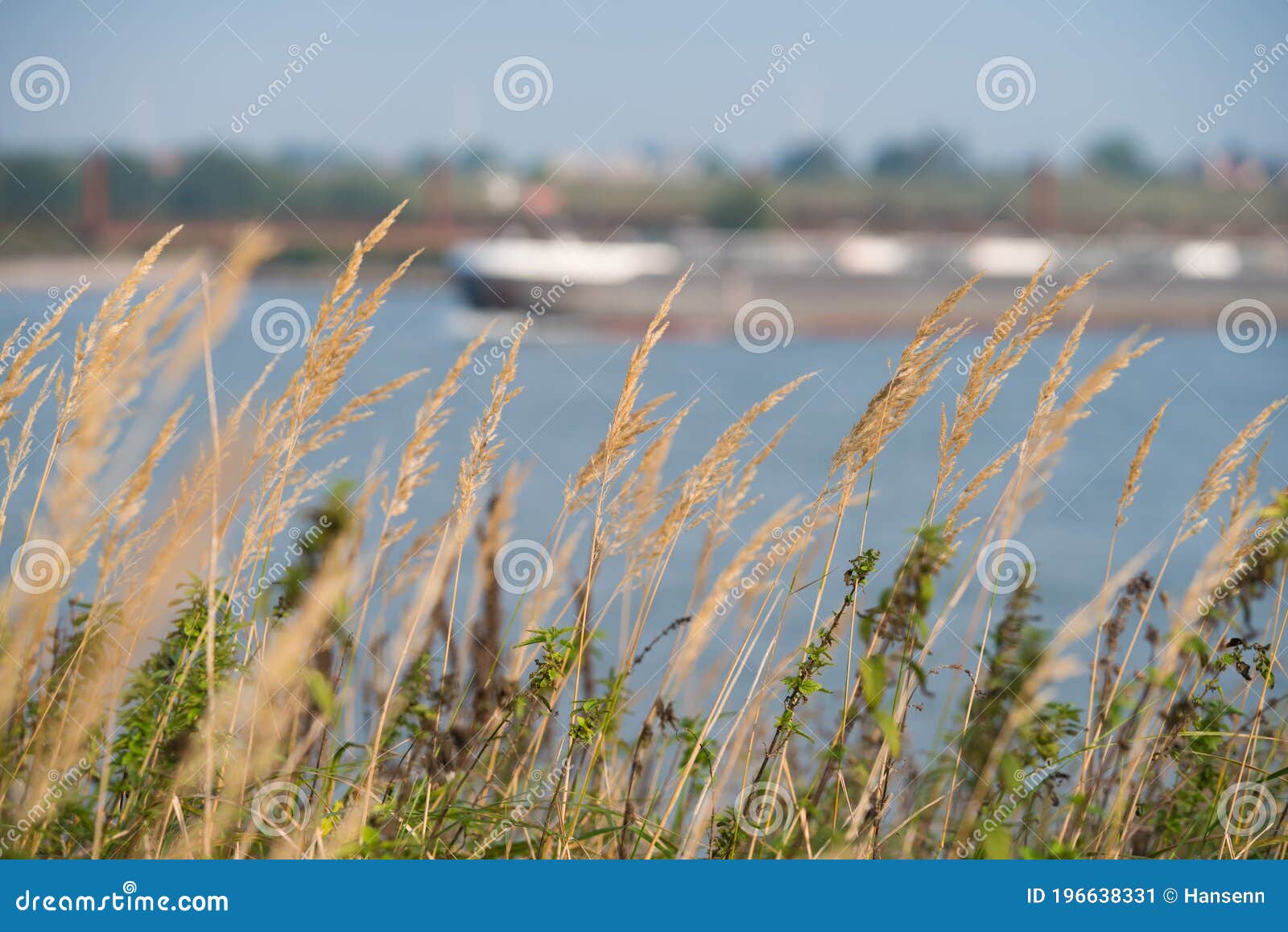 Grass waving in the wind stock image. Image of nature - 196638331