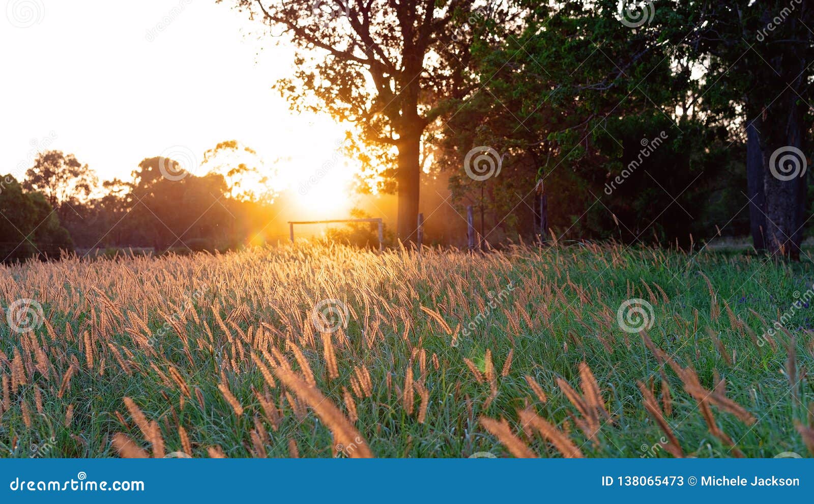 Grass Waving in the Wind at Sunset Stock Image - Image of grasslands ...