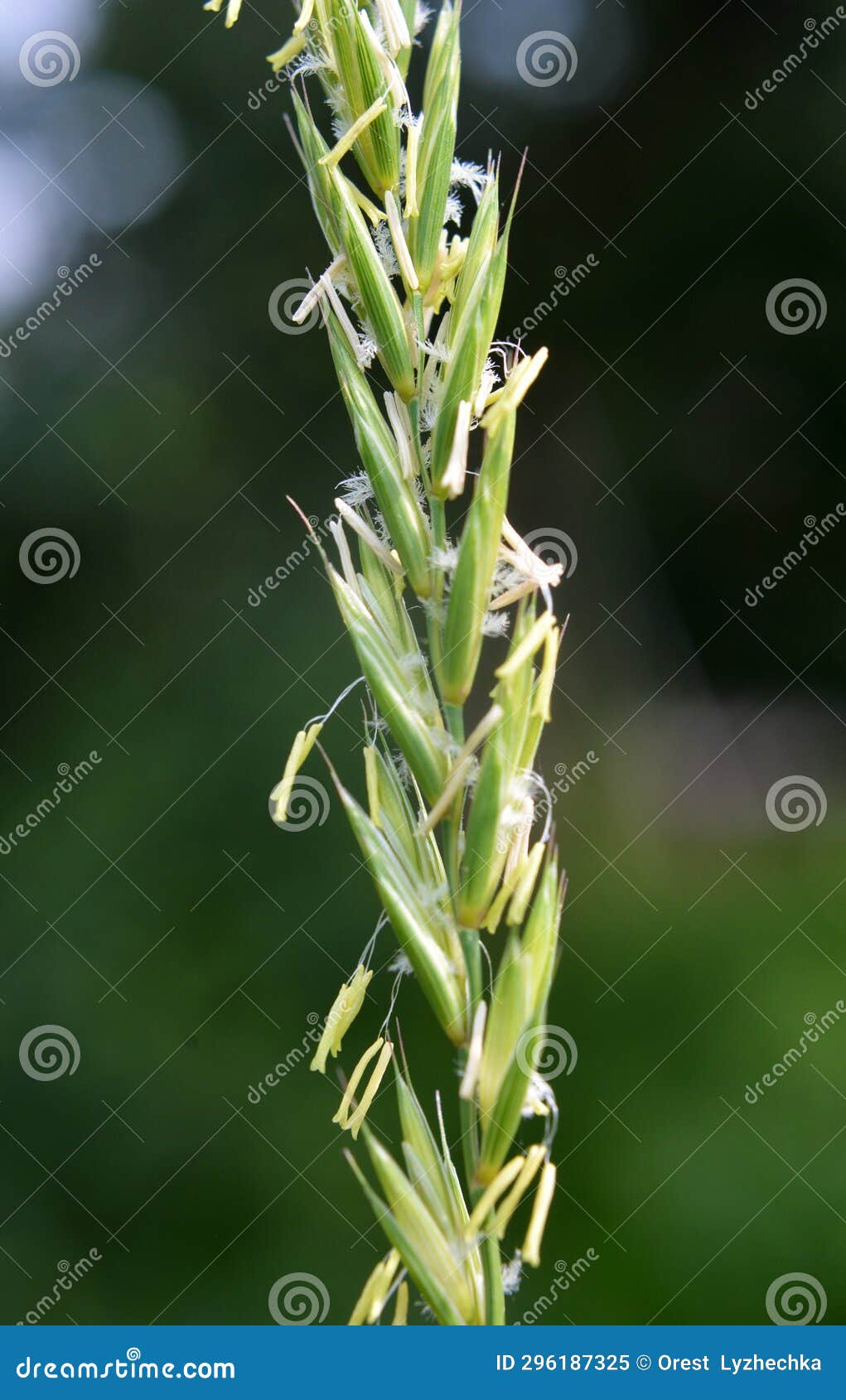 Grass Weed Creeping (Elymus Repens) Wheat Grows in the Field Stock ...
