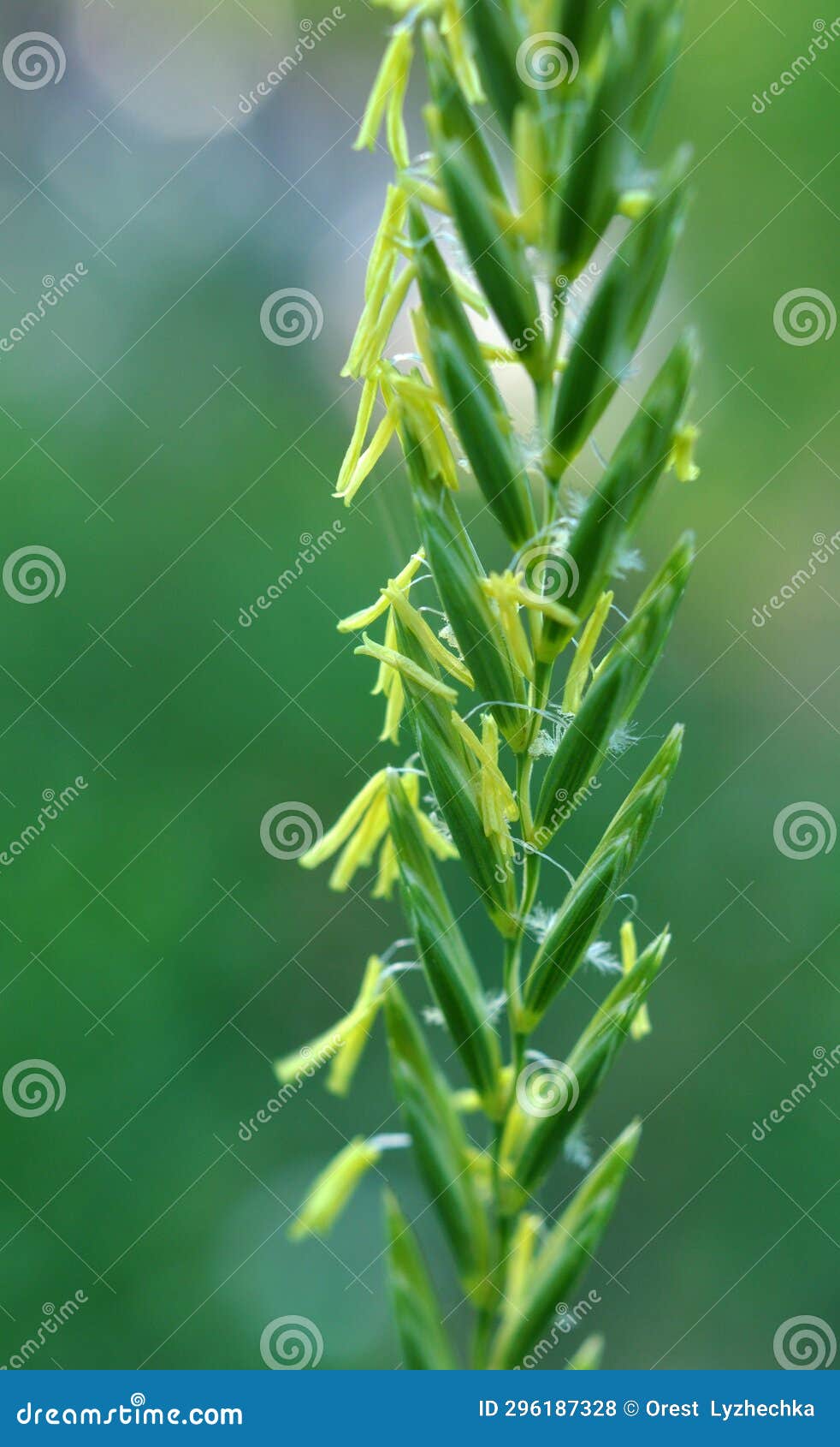 Grass Weed Creeping (Elymus Repens) Wheat Grows in the Field Stock ...