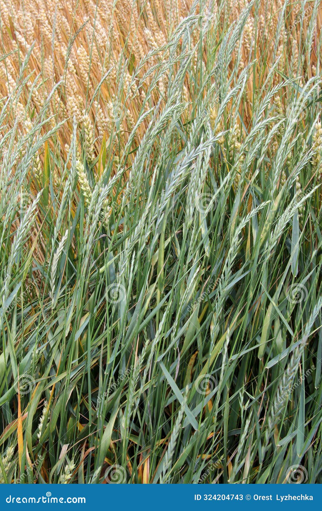 Grass Weed Creeping (Elymus Repens) Wheat Grows in the Field Stock ...