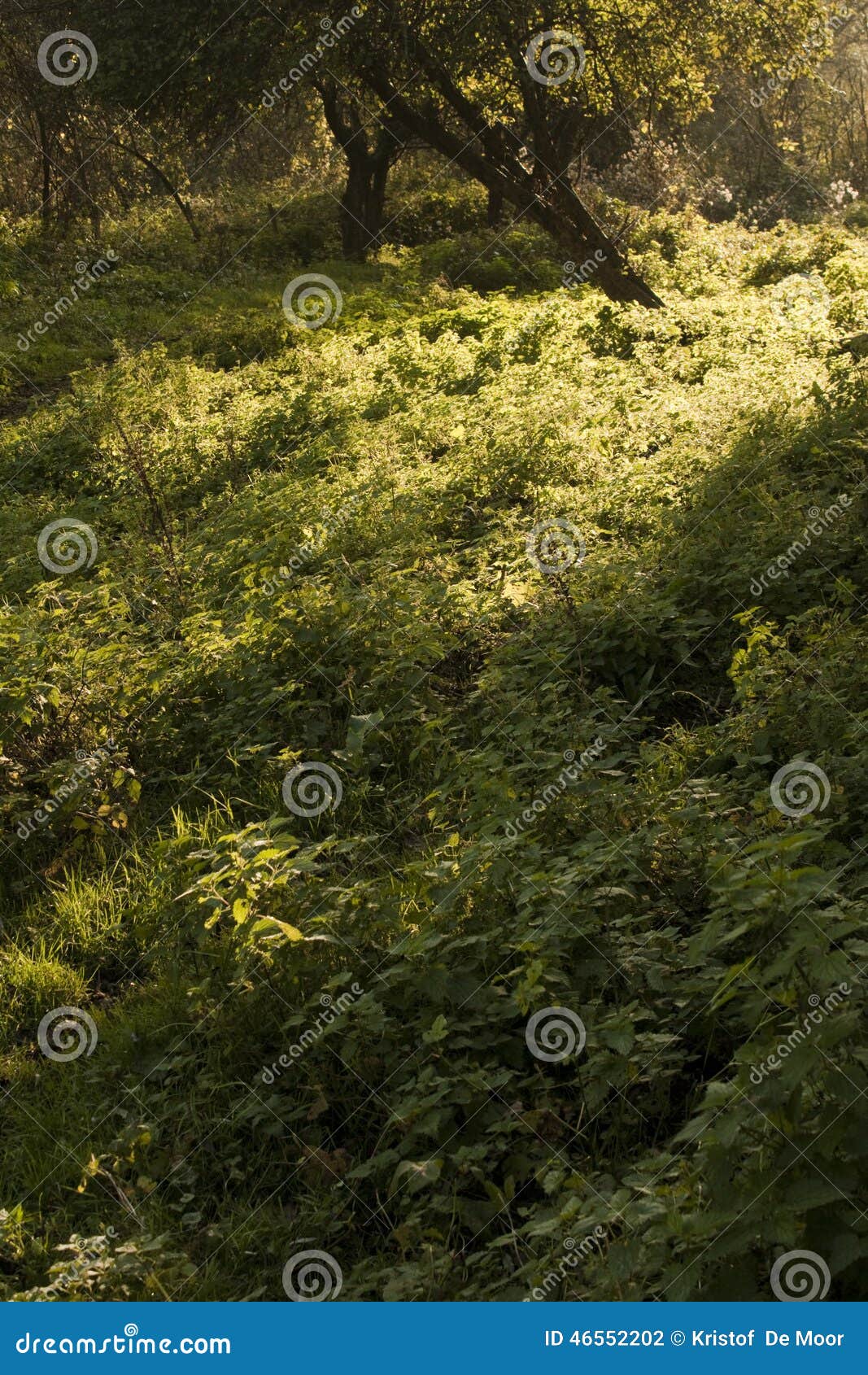 Grass weed field in nature stock photo. Image of morning - 46552202