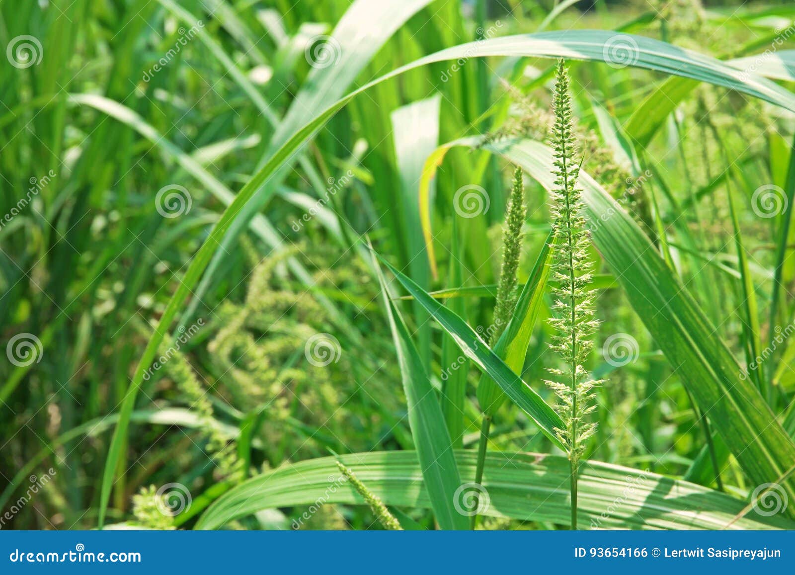 Grass Weed Infestation in Agriculture Field Stock Photo - Image of ...