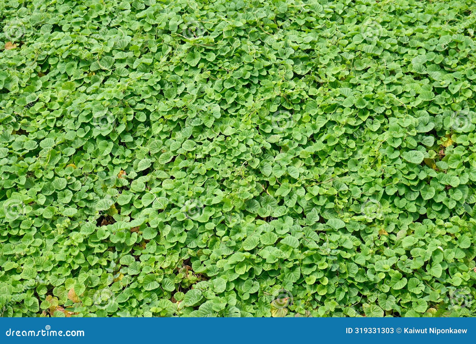 Grass Weeds or Creeping Plants are Crawling Covering Stock Image ...