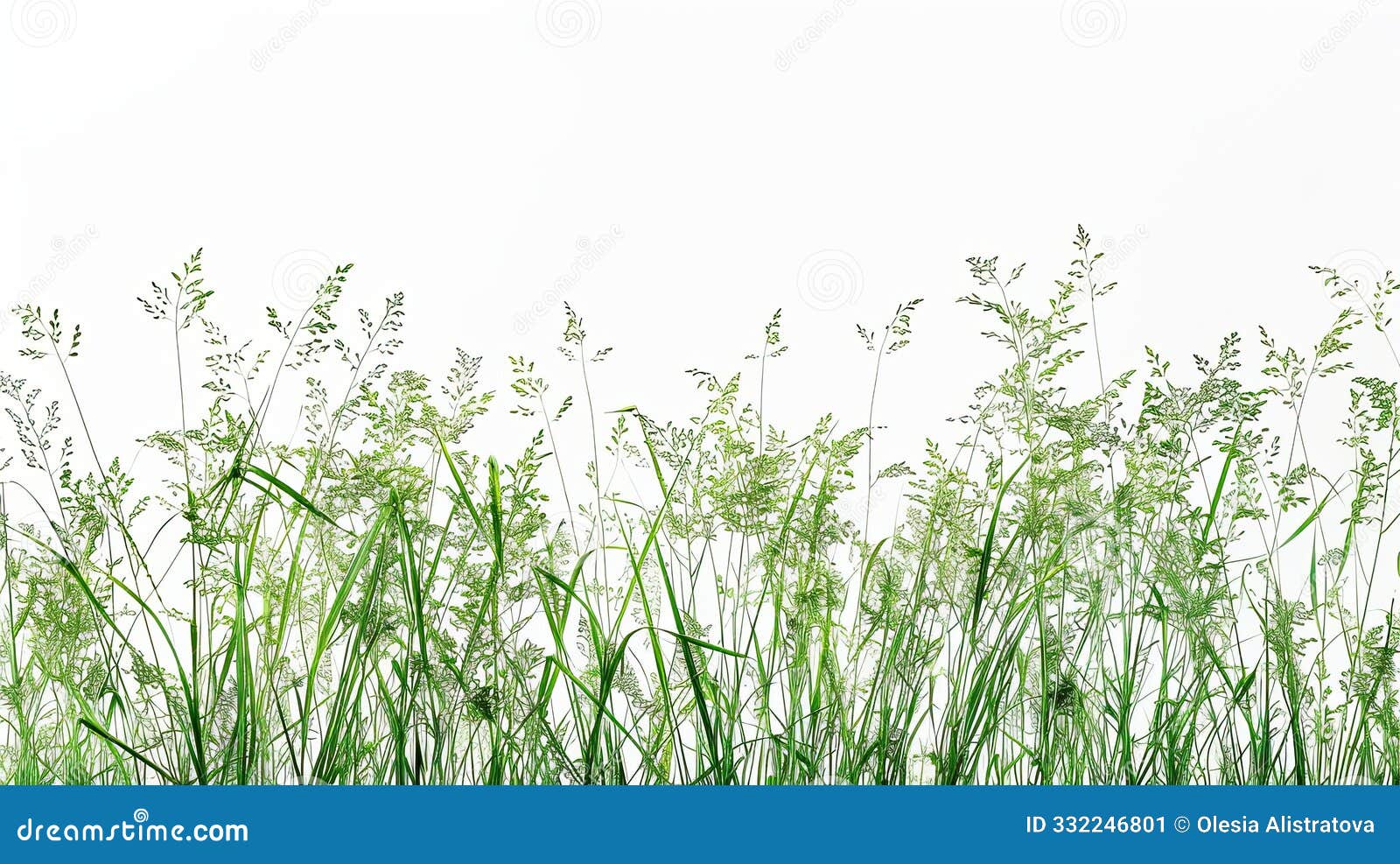Grass and Weeds on a White Background Stock Illustration - Illustration ...
