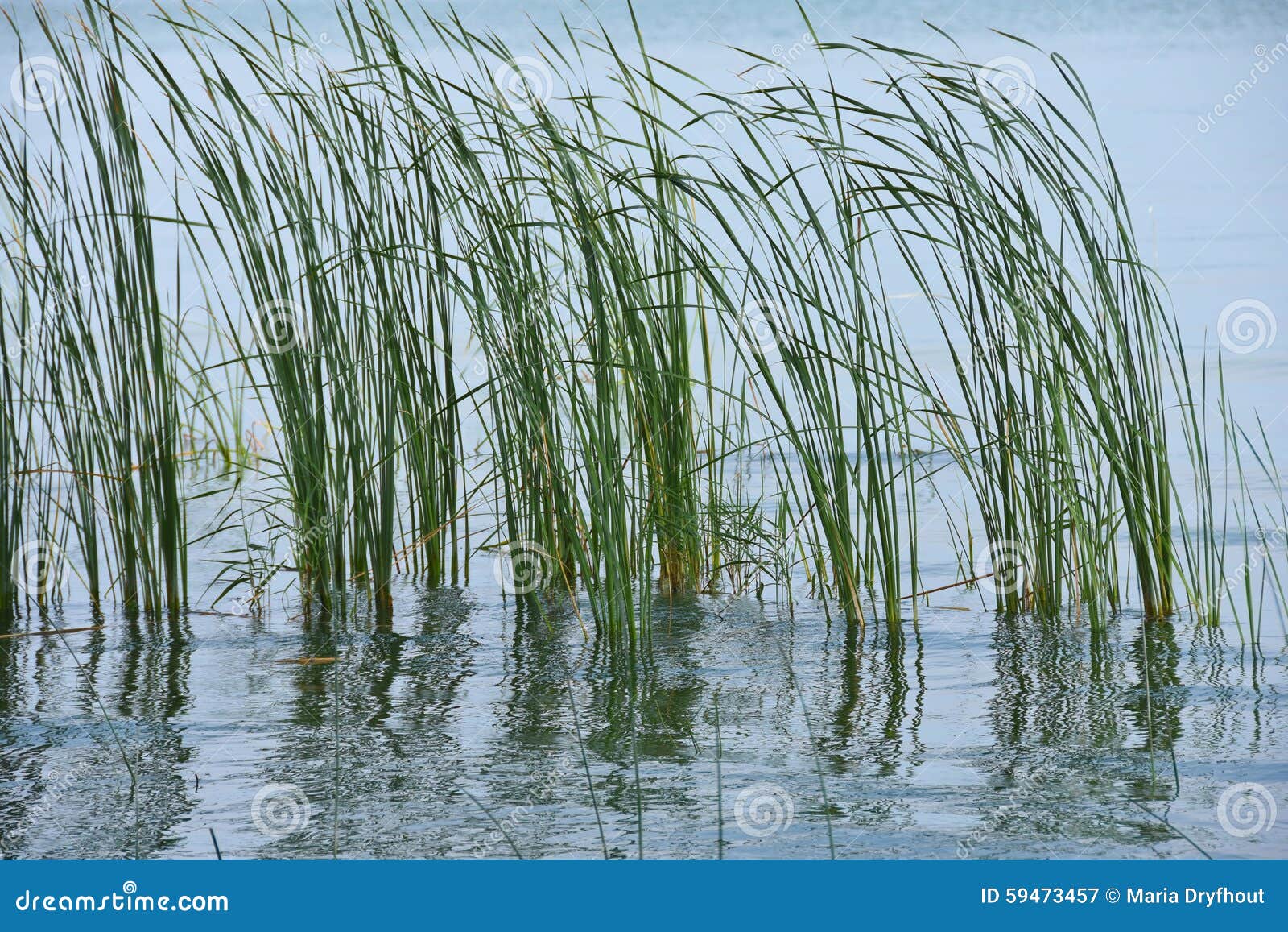 Grass in wetland stock image. Image of grass, nature - 59473457