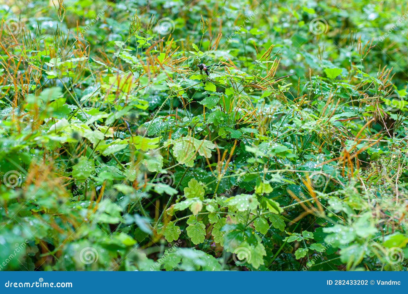 The Grass on Which the Kali Shine after the Rain. Stock Photo - Image ...