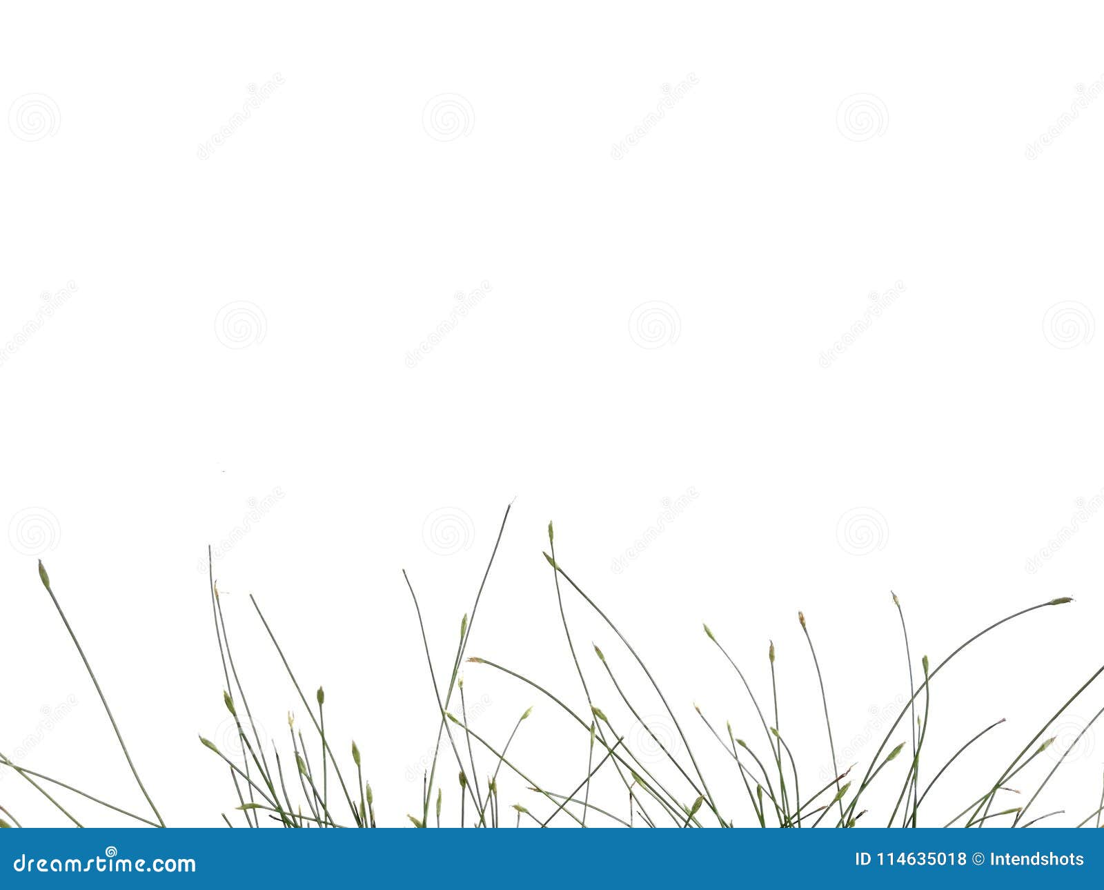 Grass Trees on a White Background Stock Photo - Image of white, making ...