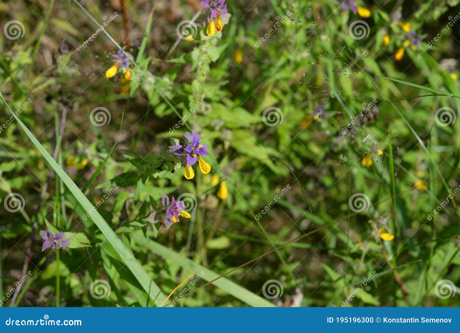 Grass with wild flowers stock photo. Image of beautiful - 195196300