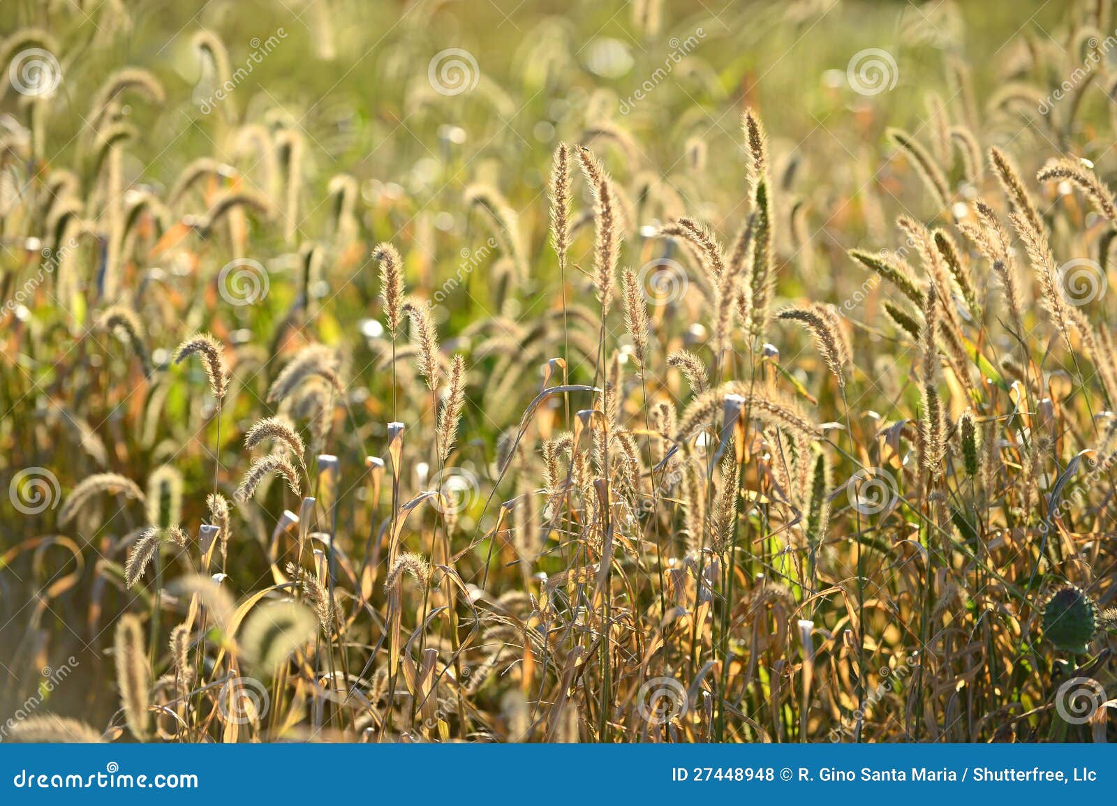 Grass in Wildnerness with Backlight Stock Photo - Image of nature ...