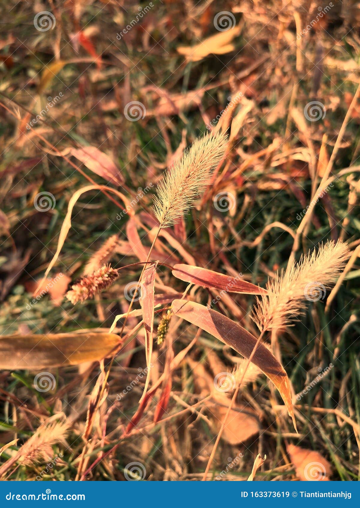 The Grass Will Decay in Autumn Stock Image - Image of yellow, autumn ... The Grass Will Decay in Autumn Stock Image - Image of yellow, autumn ...