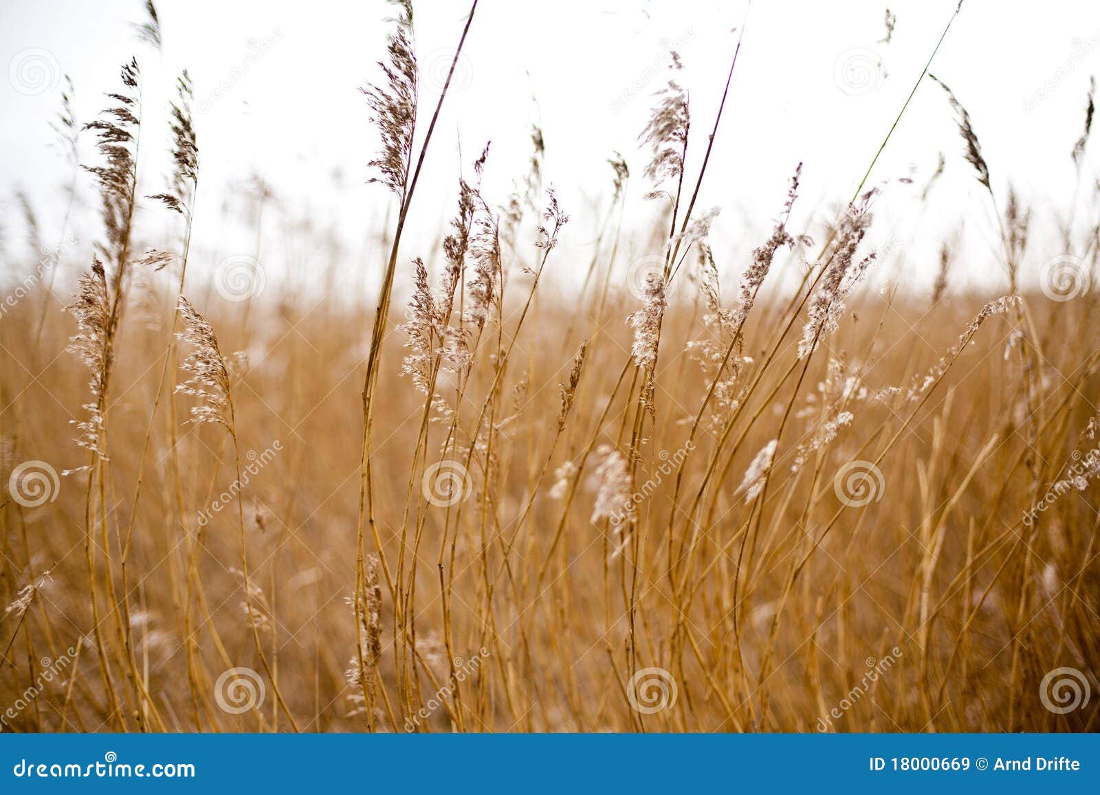 Grass in the wind stock image. Image of weather, season - 18000669