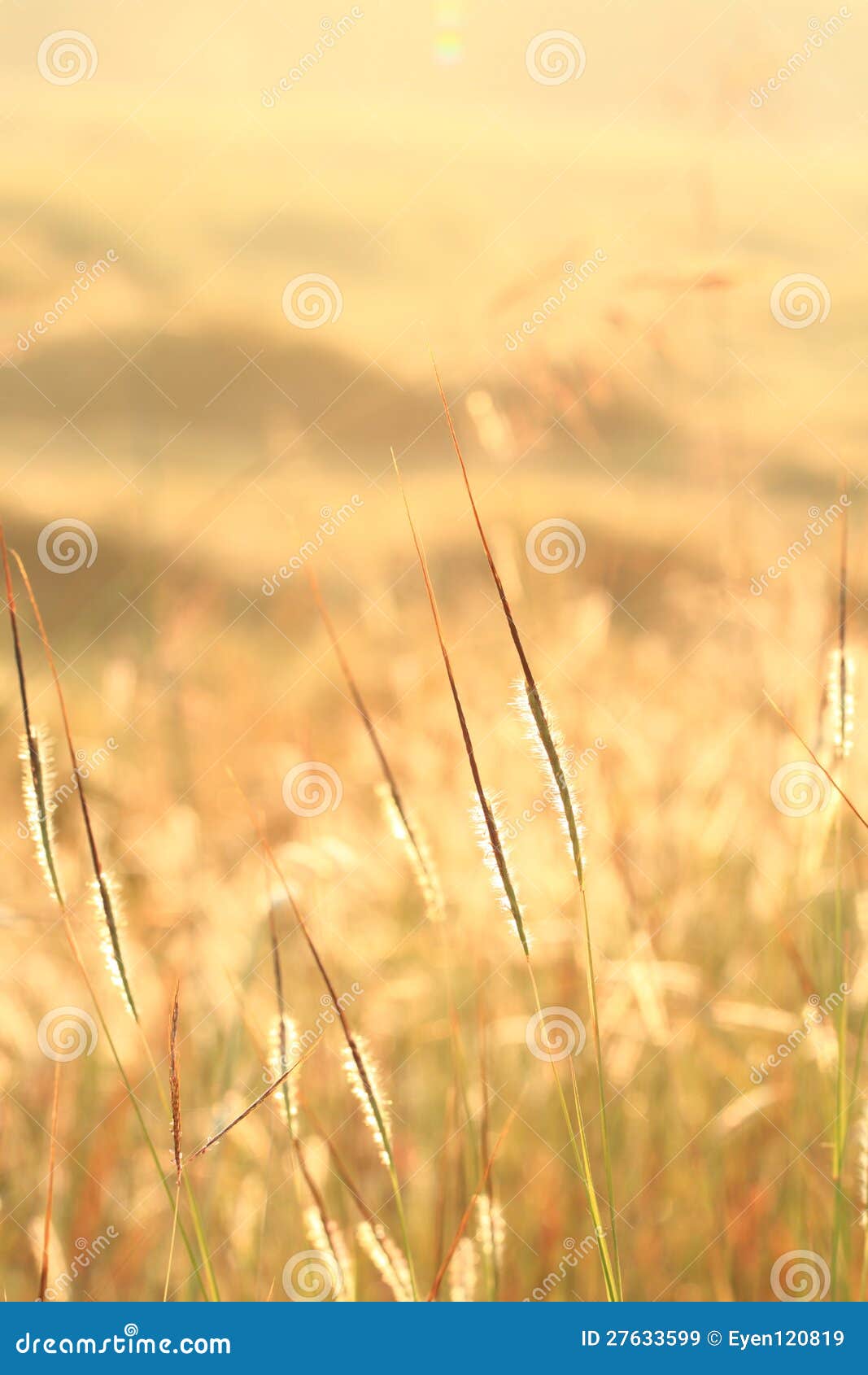 Grass in the wind stock image. Image of botany, land - 27633599