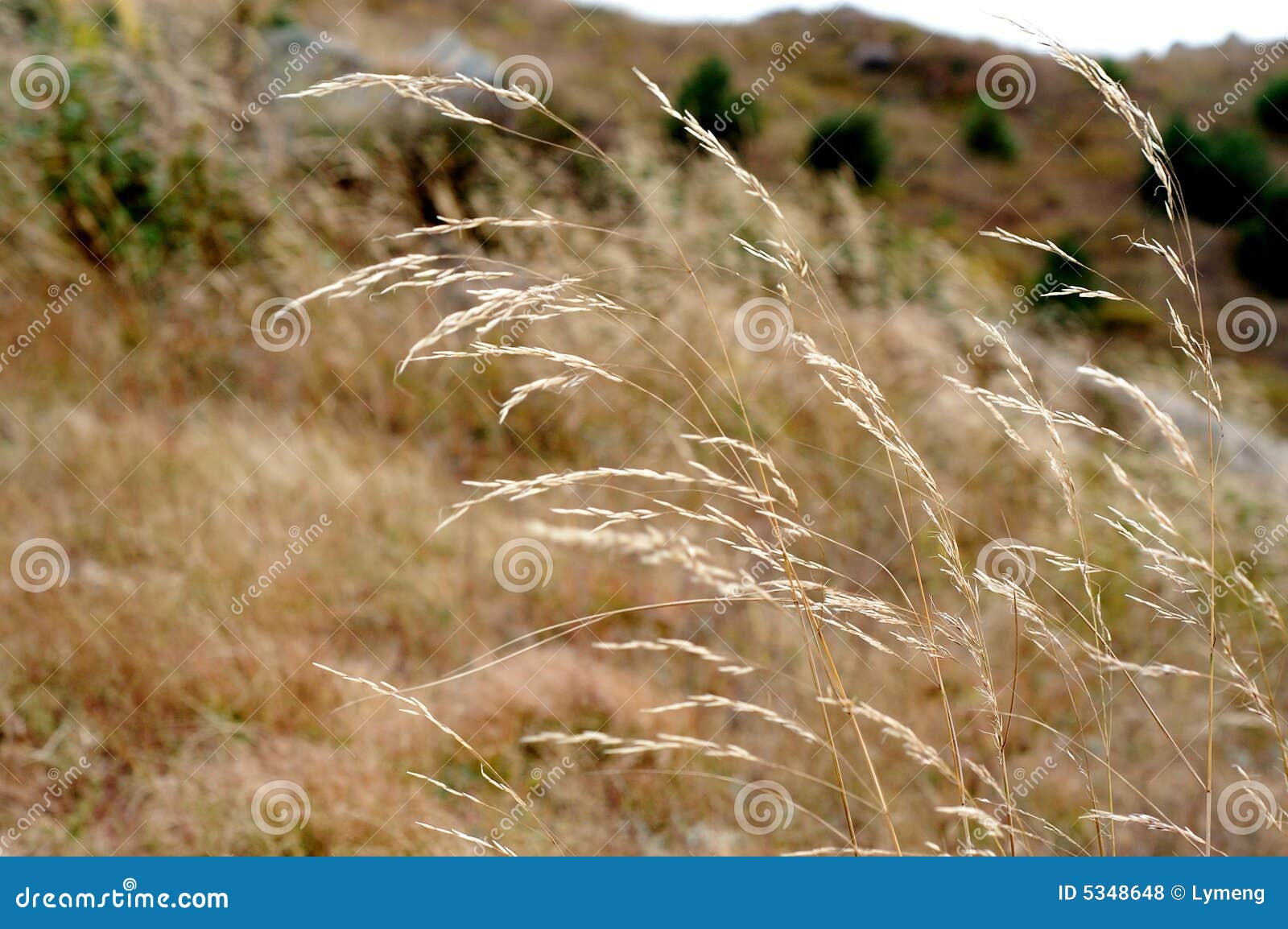 Grass in WInd stock photo. Image of scene, windy, horizon - 5348648