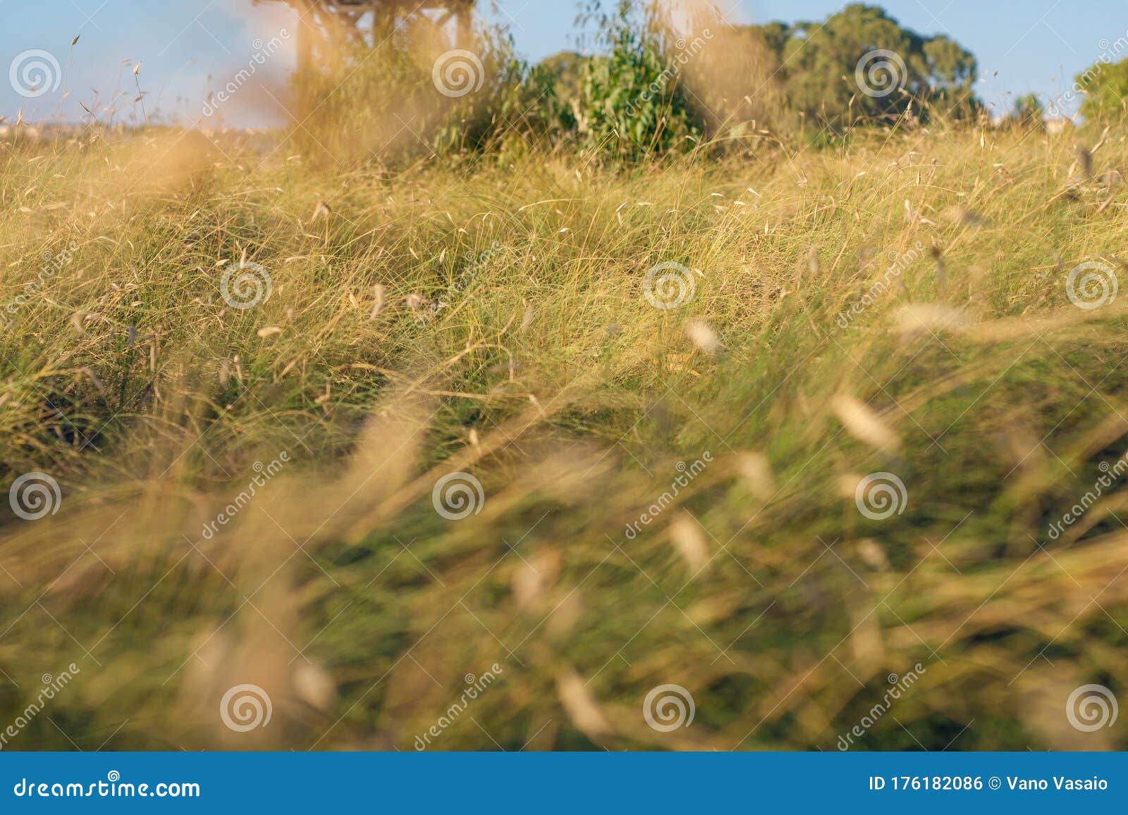 Grass in the wind stock photo. Image of green, scene - 176182086