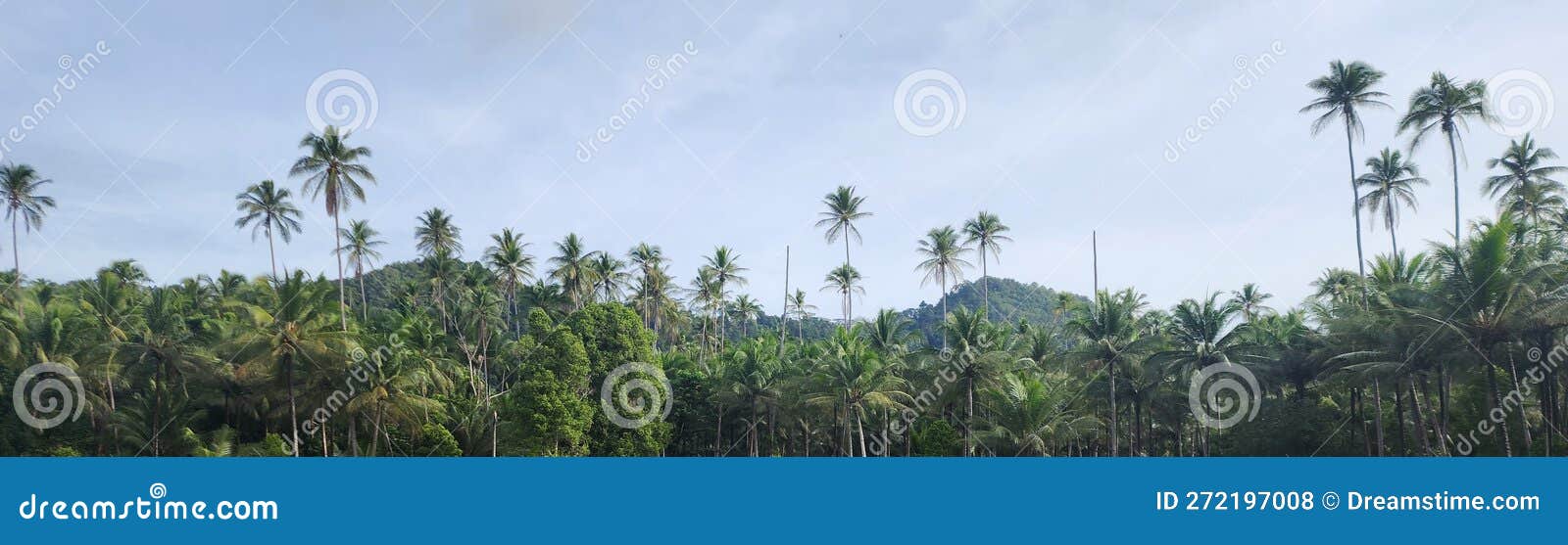 Grass in the Wind and Coconut Tree Plantation Stock Photo - Image of ...