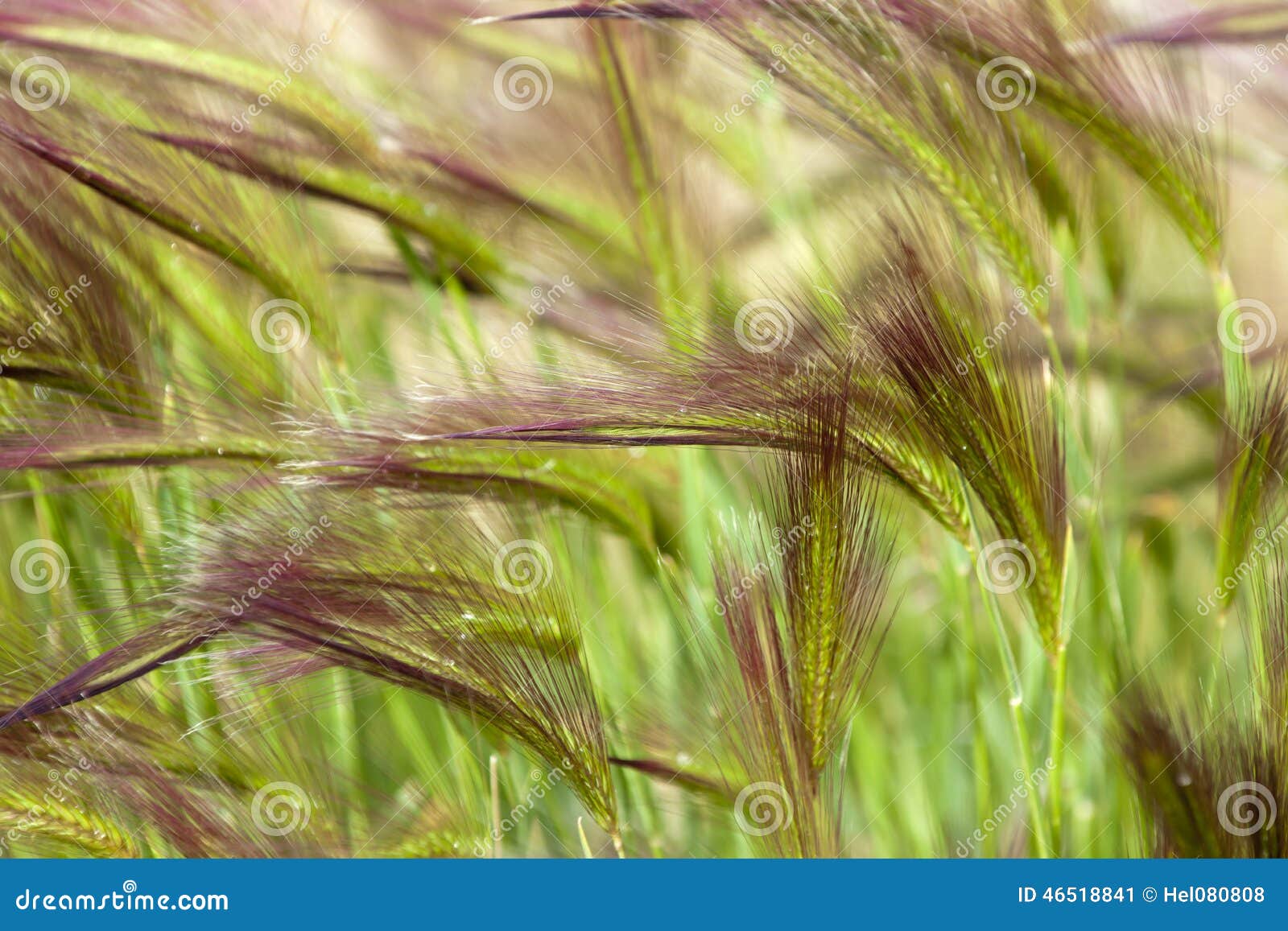 Grass in the Wind stock image. Image of waving, background - 46518841