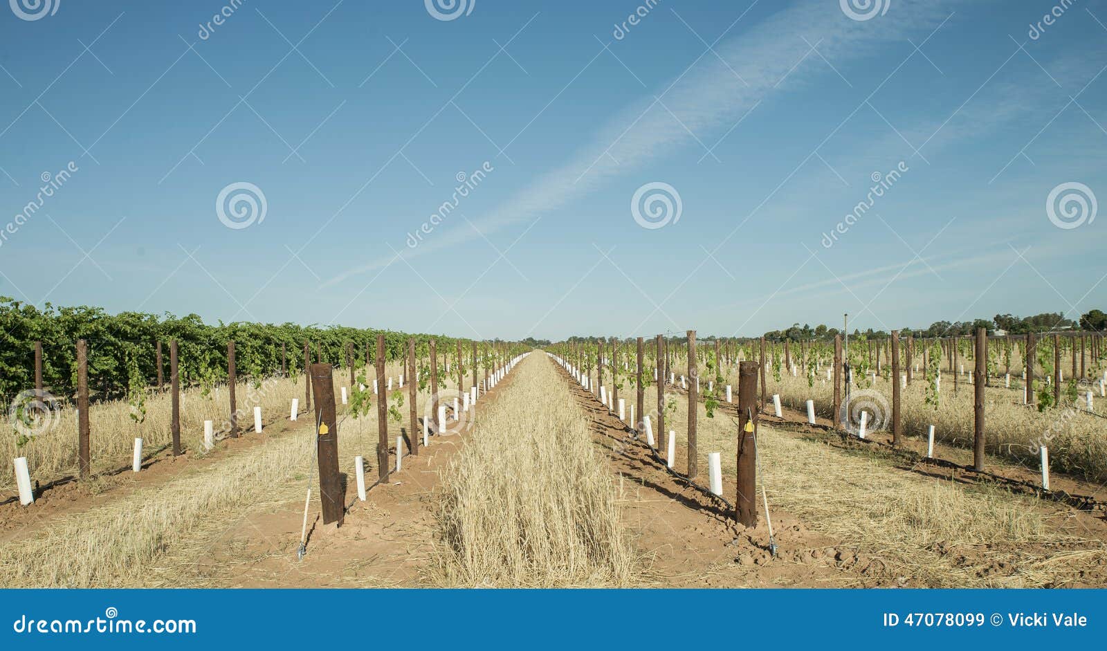 Grass Windbreak between Rows of Young Vines. Stock Image - Image of ...