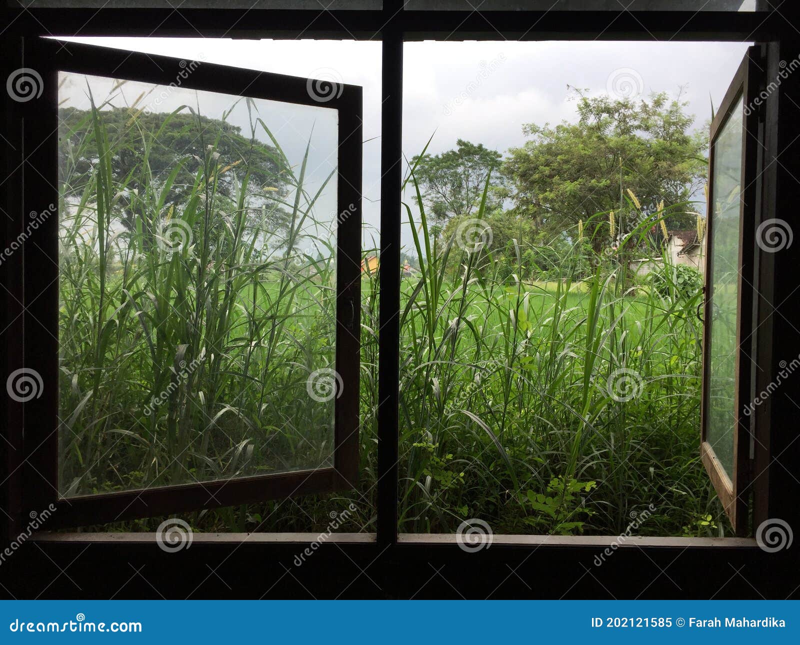 Grass by the Window in a Coffee Shop Stock Image - Image of exterior ...