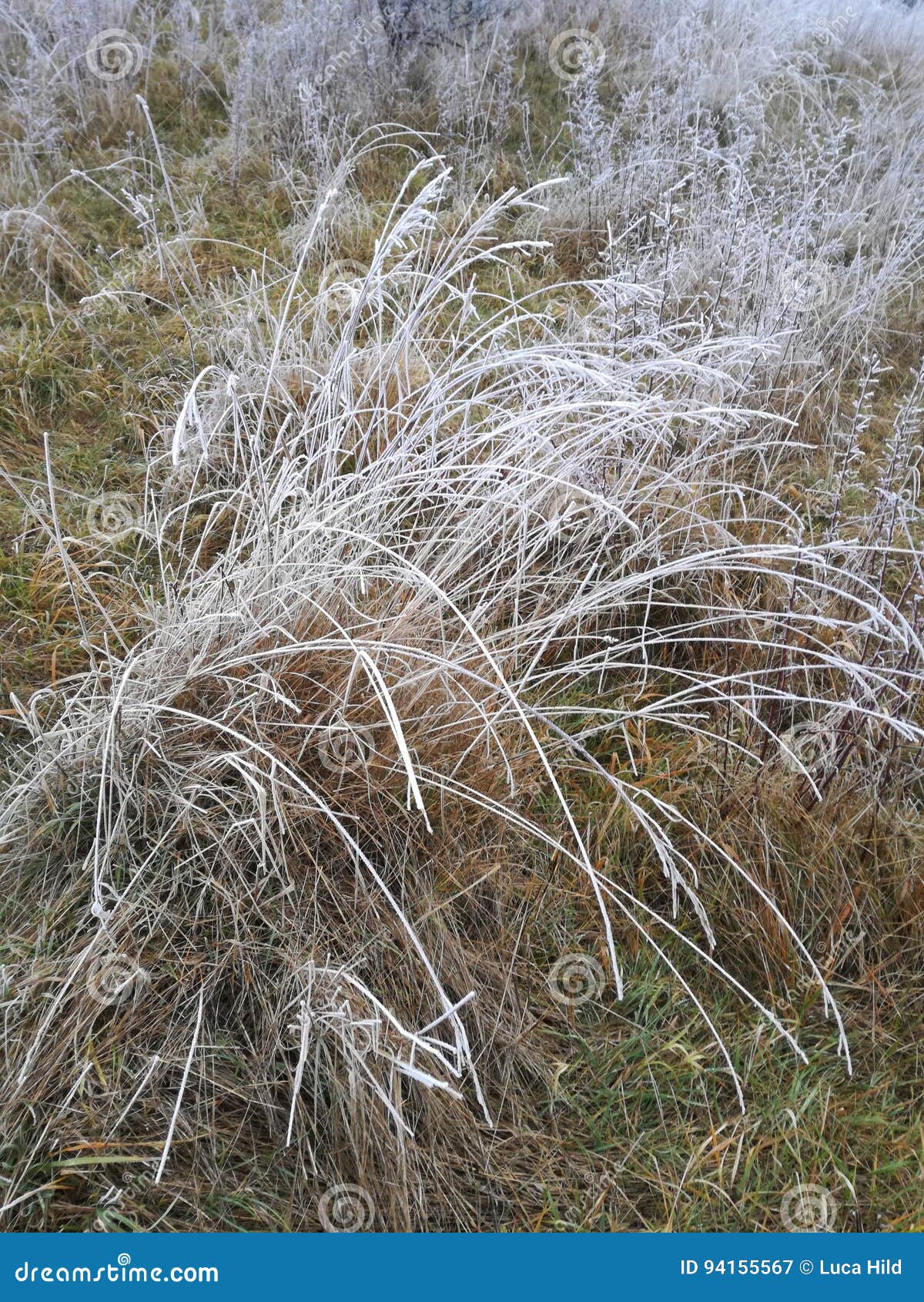 Grass in winter stock image. Image of snow, grass, winter - 94155567