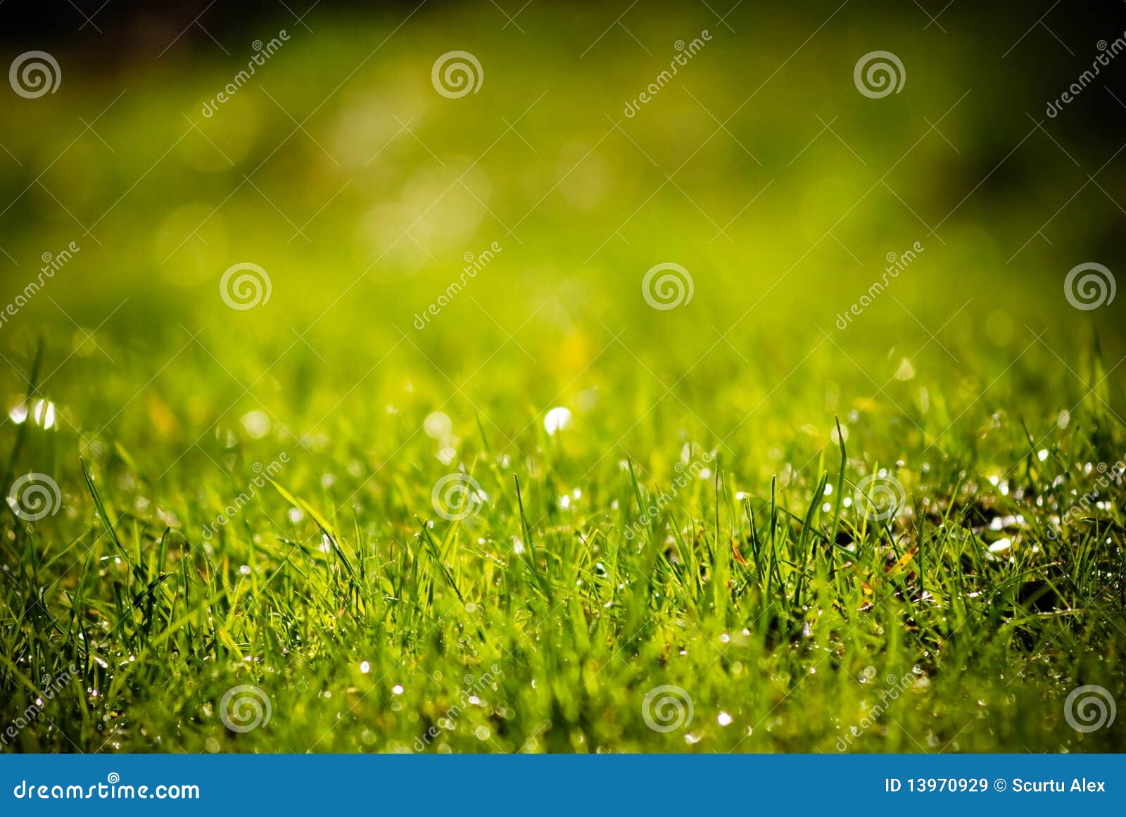 Grass wire after rain stock image. Image of drops, moldova - 13970929