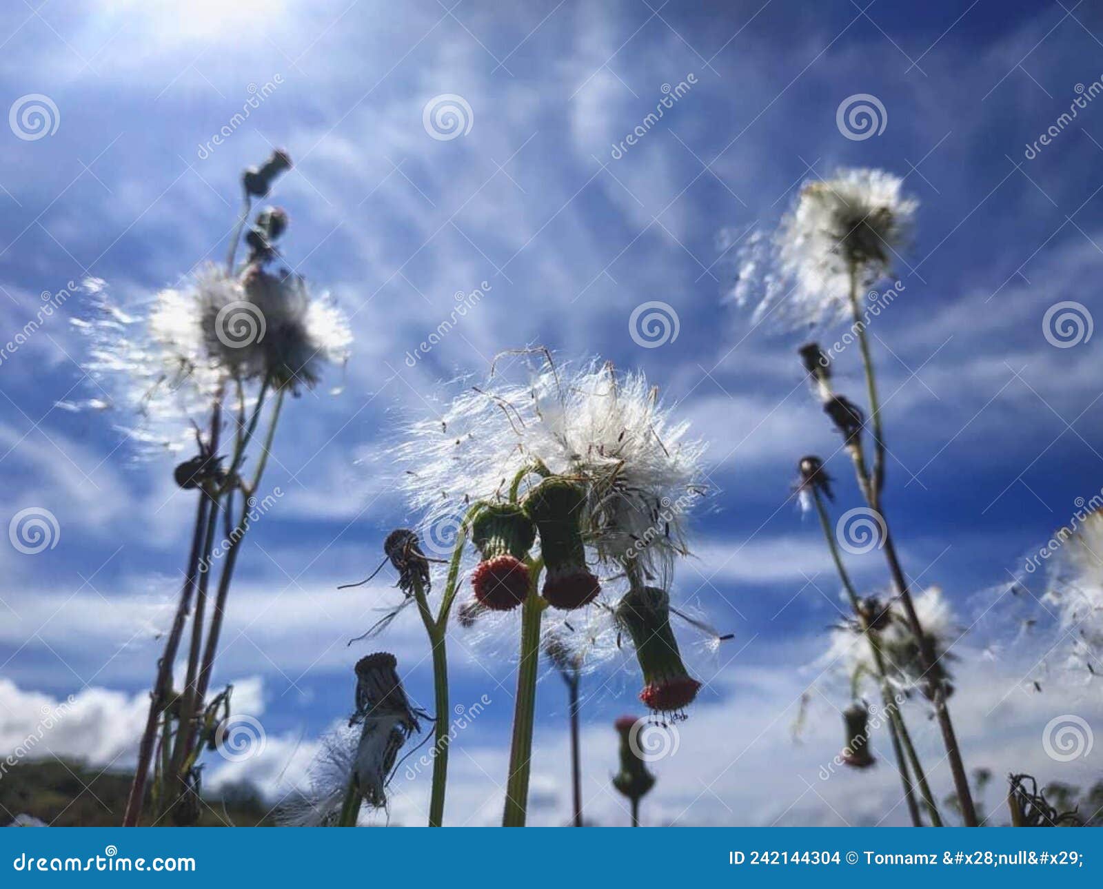Grass flower stock photo. Image of withering, flower - 242144304
