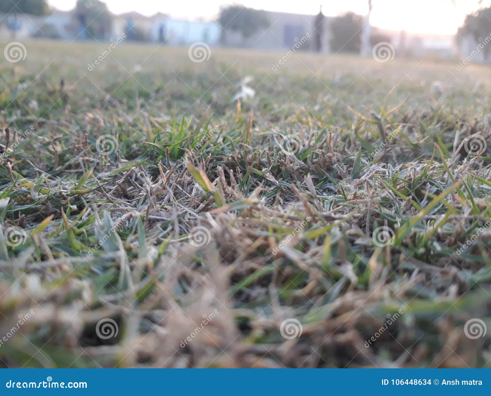 Grass world stock photo. Image of grassy, life, grass - 106448634