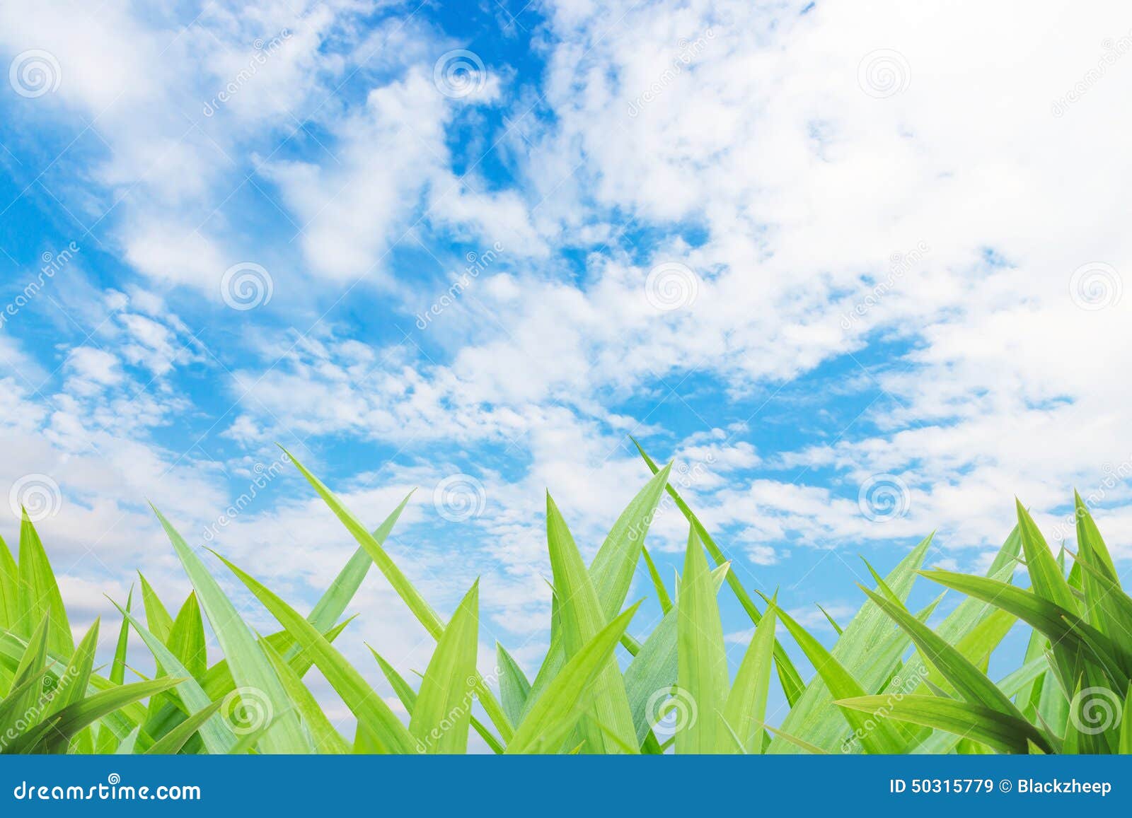 Grass Yard and Cloud Blue Sky Background Stock Image - Image of green ...