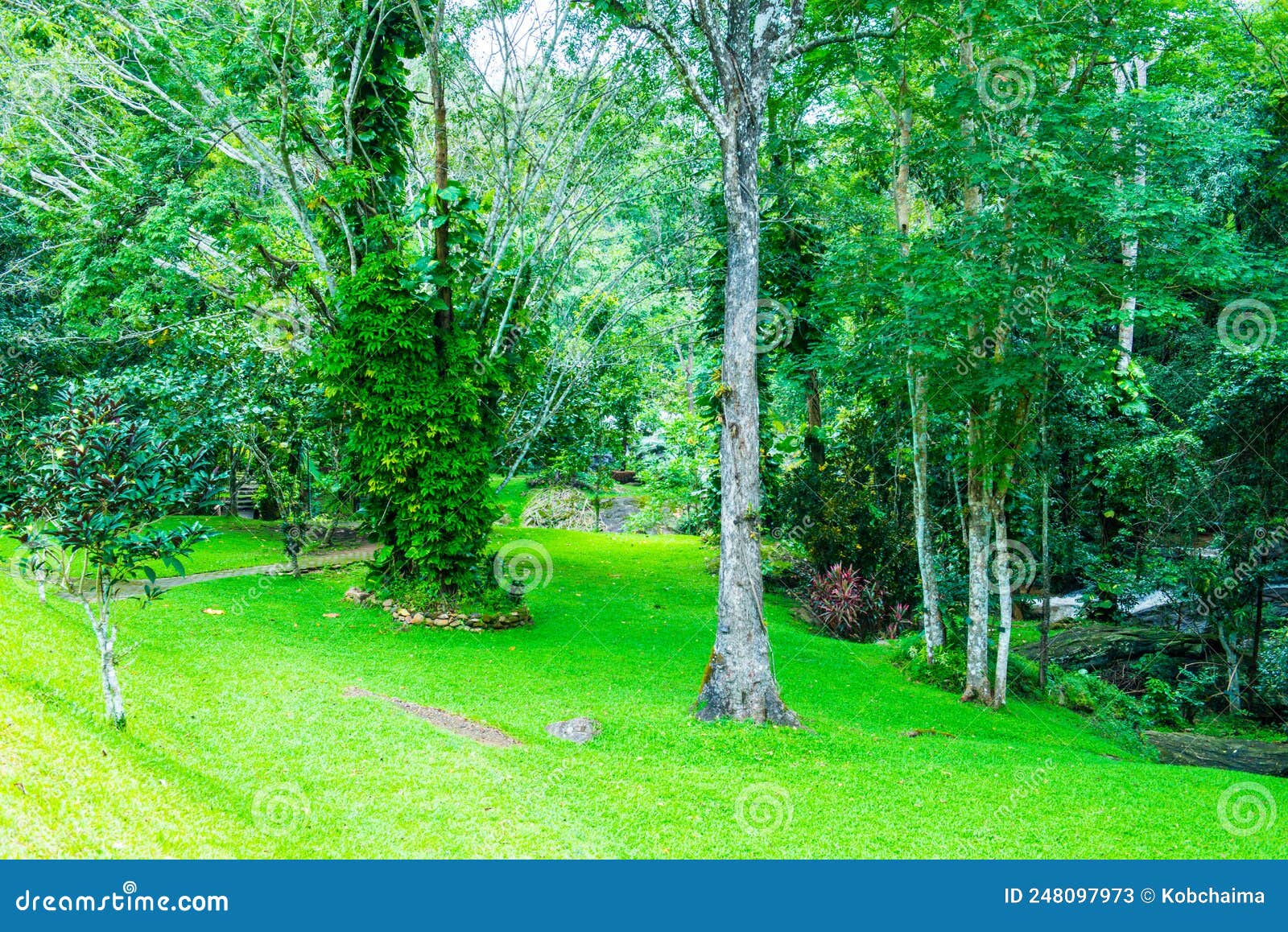 Grass yard with jungle stock image. Image of life, fresh - 248097973