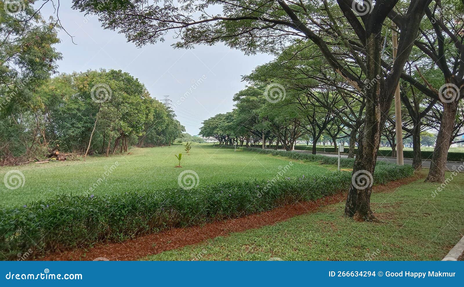 Grass yard beside the road stock photo. Image of farm - 266634294