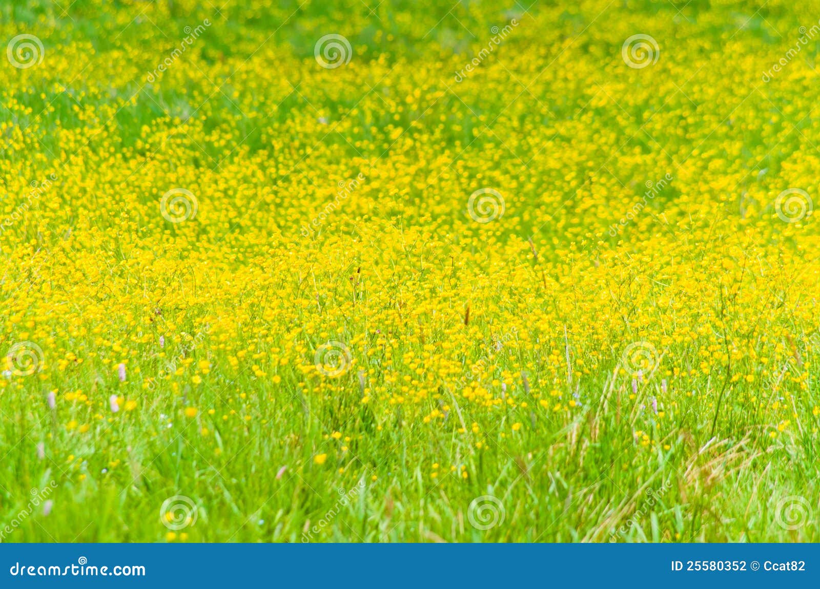 Grass with yellow flowers stock photo. Image of light - 25580352