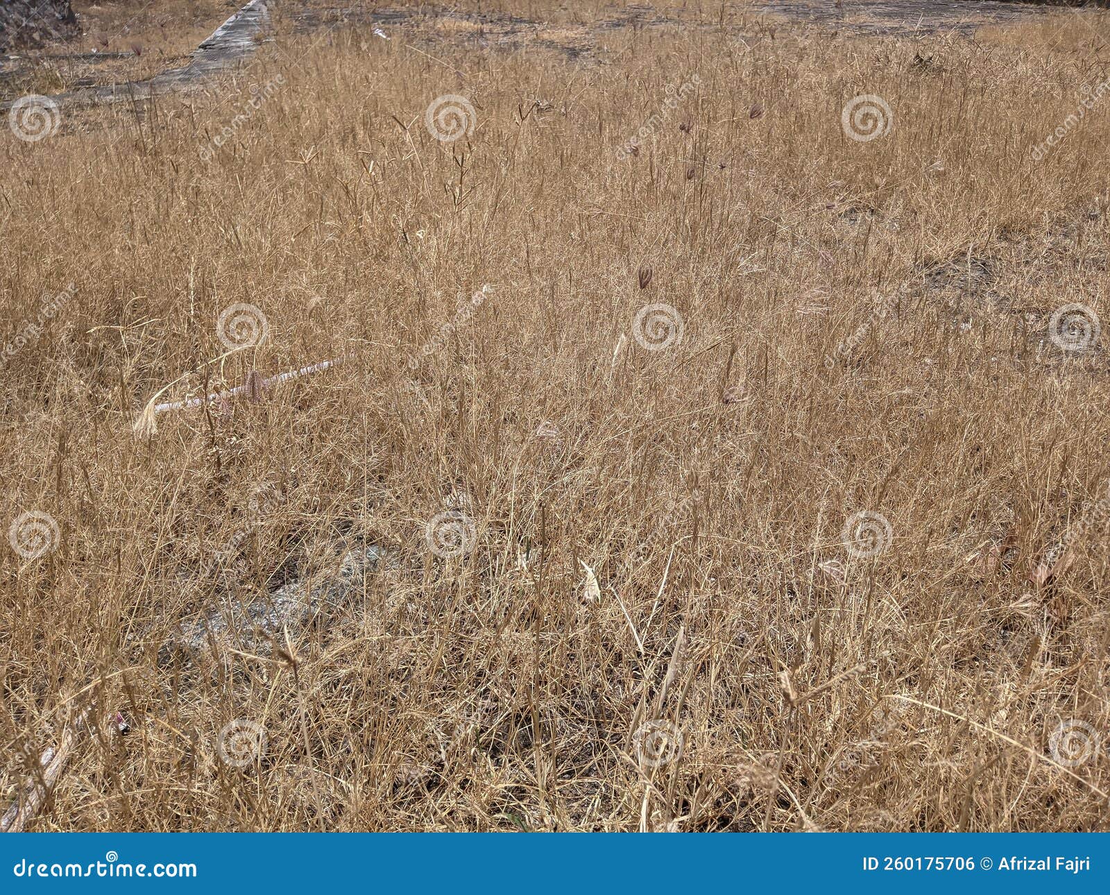 Photo of yellow dry grass stock photo. Image of grass - 260175706